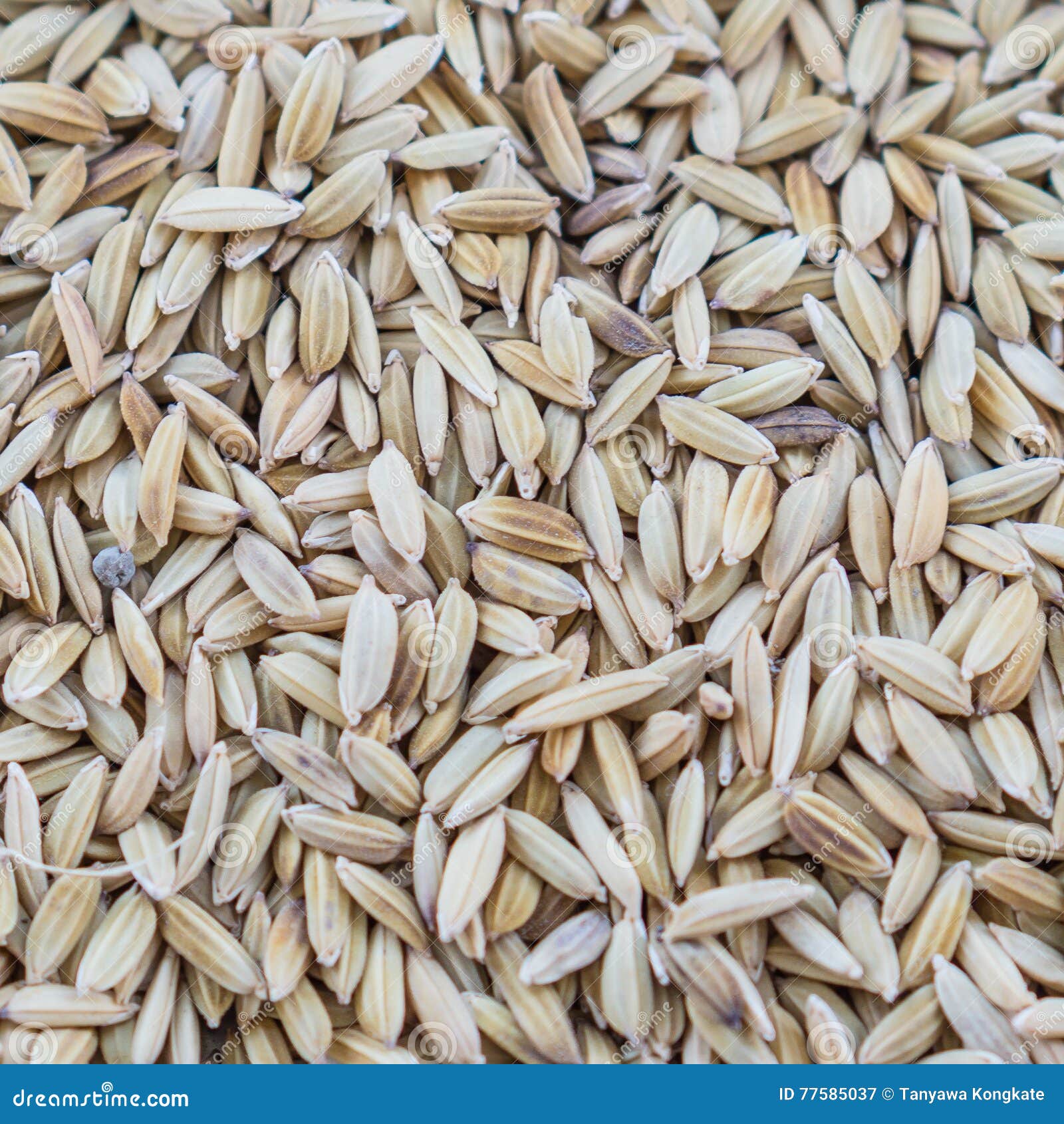 Brown paddy rice stock image. Image of detail, golden - 77585037