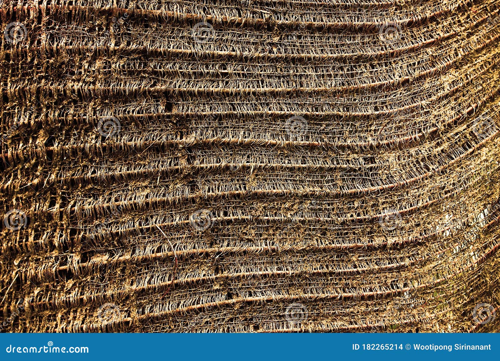 Bract Membranes Stock Photos - Free & Royalty-Free Stock Photos from ...