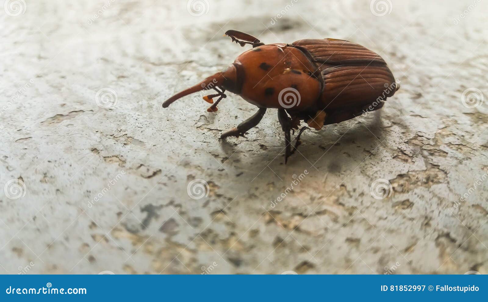 Brown Palm Weevil Snout Beetle Stock Image - Image of ferrugineus ...