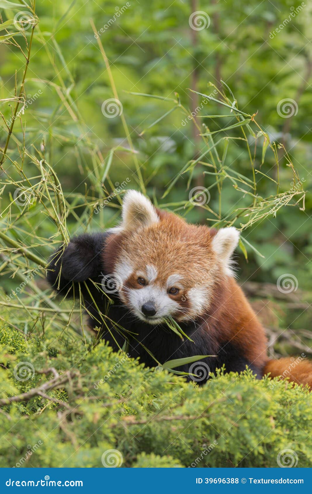 Brown Panda stock photo. Image of branch, life, asian - 39696388