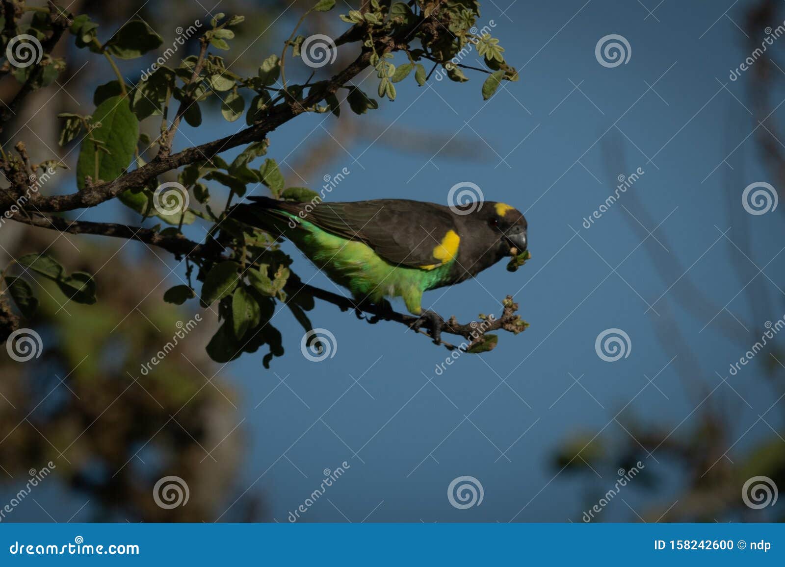 Brown Parrot Stands Eating Fruit from Tree Stock Photo - Image of tree ...