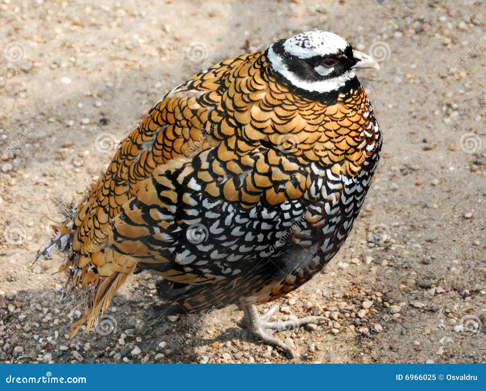 Brown partridge stock image. Image of feather, beautiful - 6966025