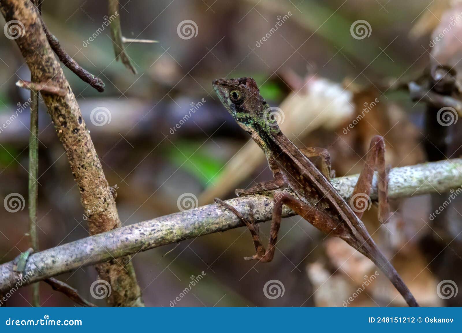Otocryptis Wiegmanni Brown-patched Kangaroo Lizard, Kangaroo Lizard Or ... Otocryptis Wiegmanni Brown-patched Kangaroo Lizard, Kangaroo Lizard Or ...