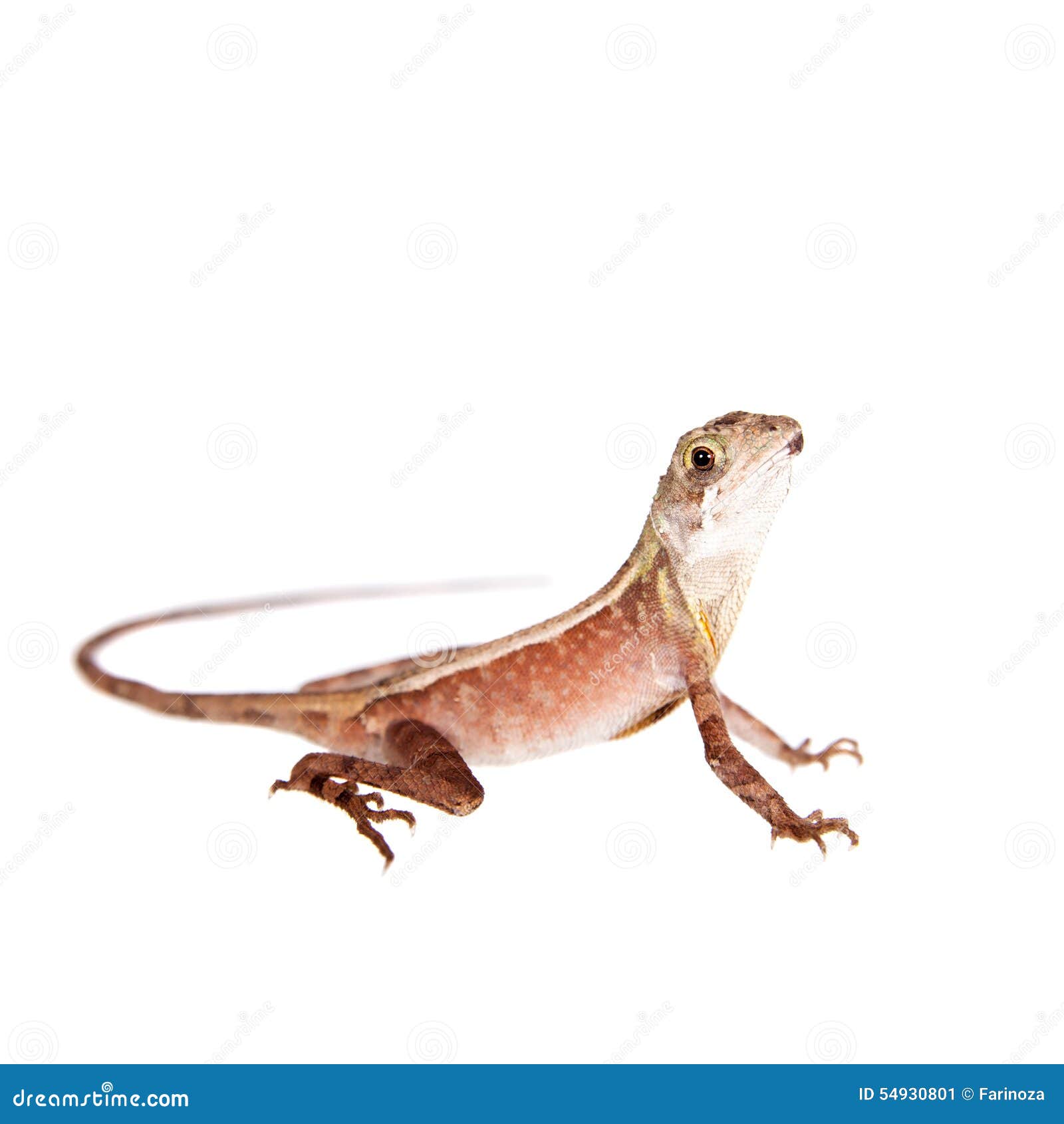 The Brown-patched Kangaroo Lizard on White Stock Image - Image of ...