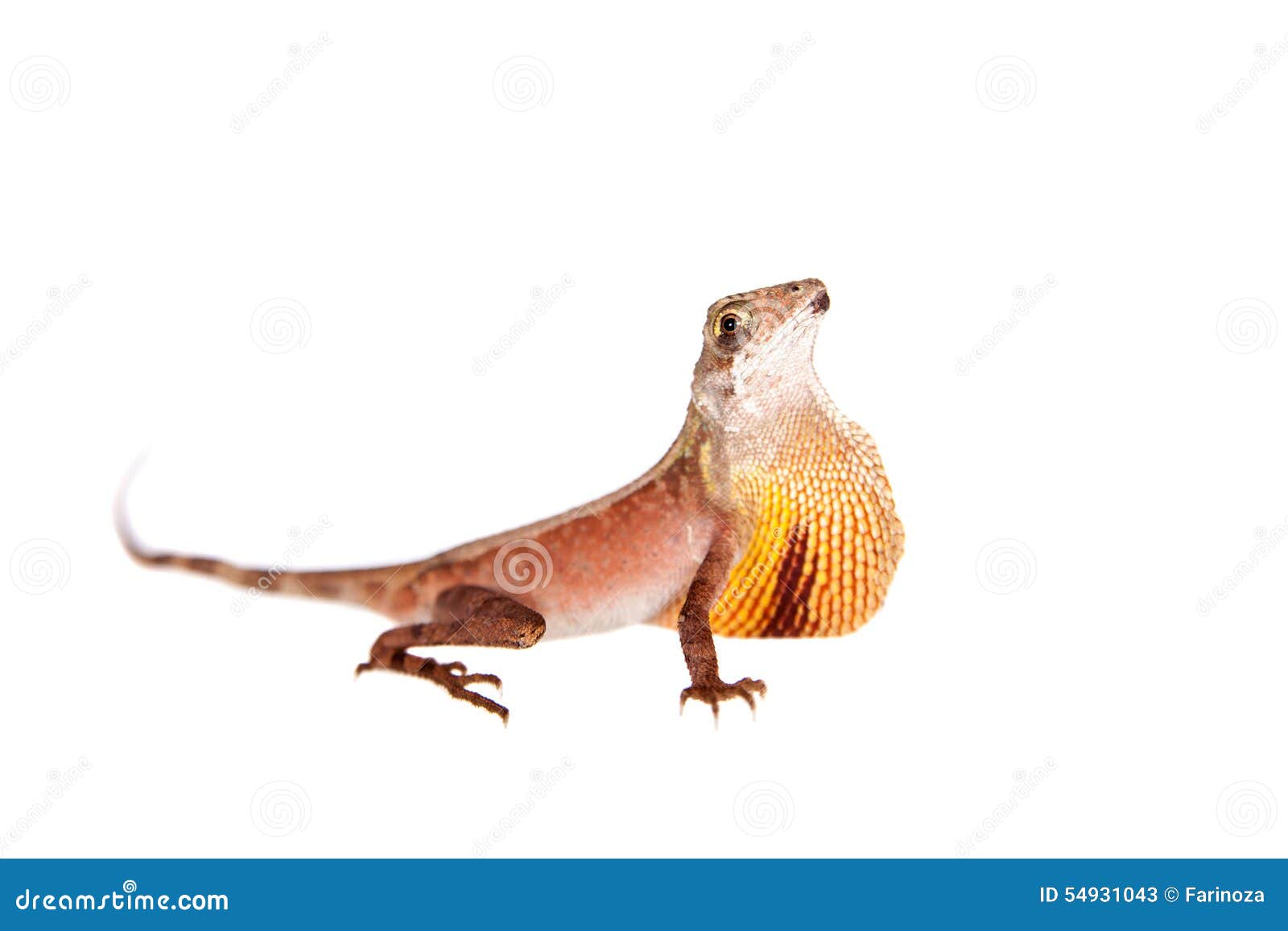 The Brown-patched Kangaroo Lizard on White Stock Image - Image of ...