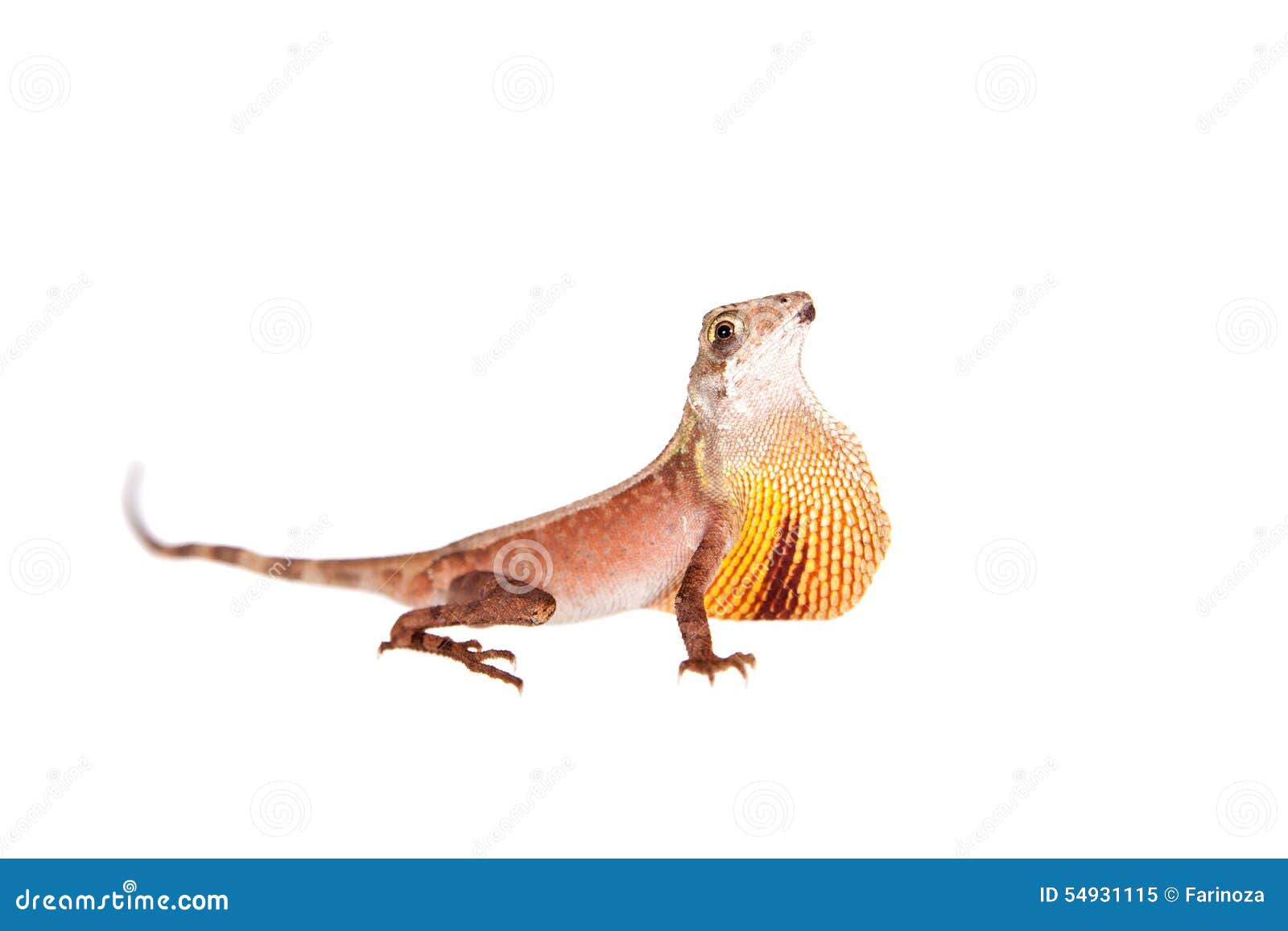 The Brown-patched Kangaroo Lizard on White Stock Image - Image of ...