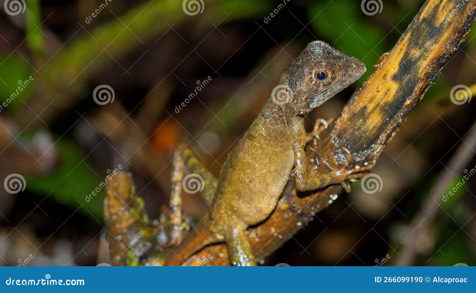 Brown-patched Kangaroo Lizard, Sinharaja National Park Rain Forest, Sri ... Brown-patched Kangaroo Lizard, Sinharaja National Park Rain Forest, Sri ...