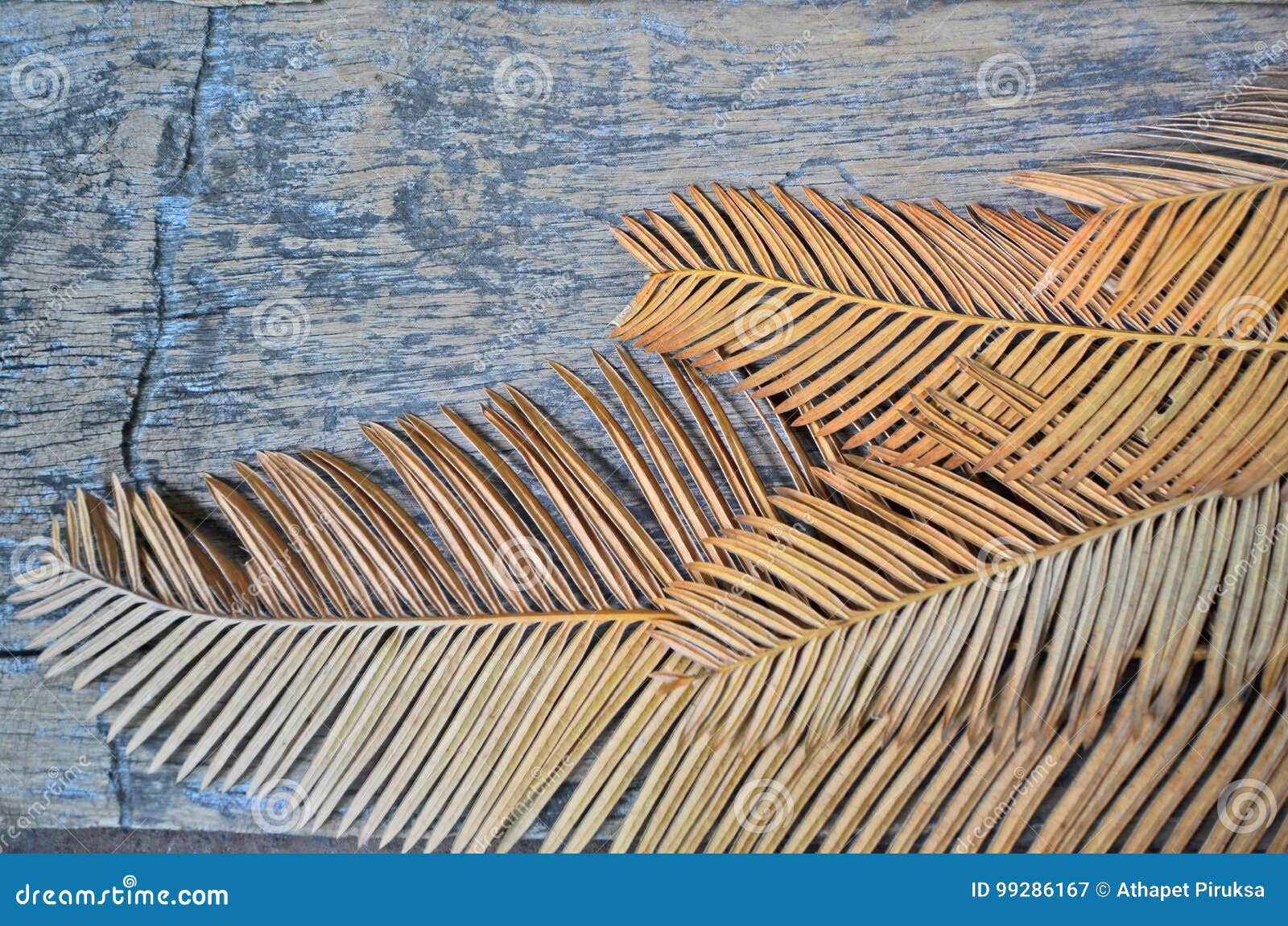 Pattern Of Dried Monstera Leaves. Beige Background Of Dried Monstera ...