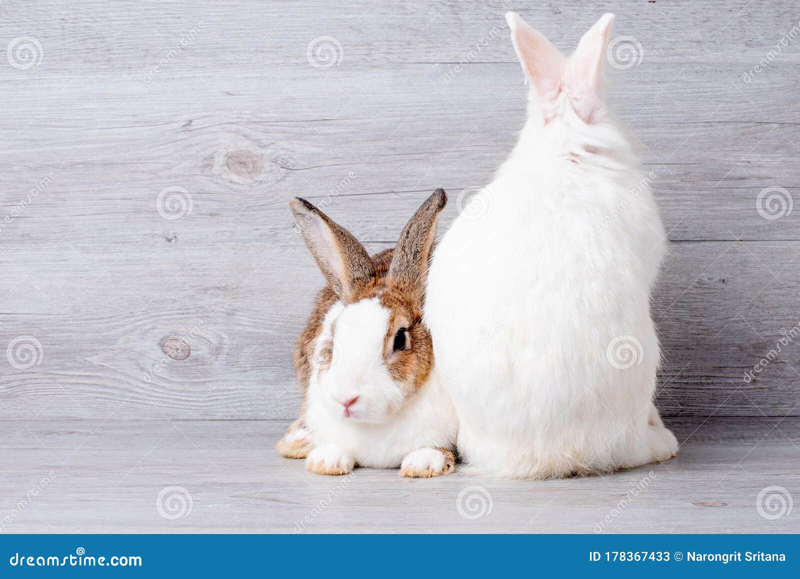 Brown Pattern Rabbit Lie on Gray Background and Stay Close To White ...