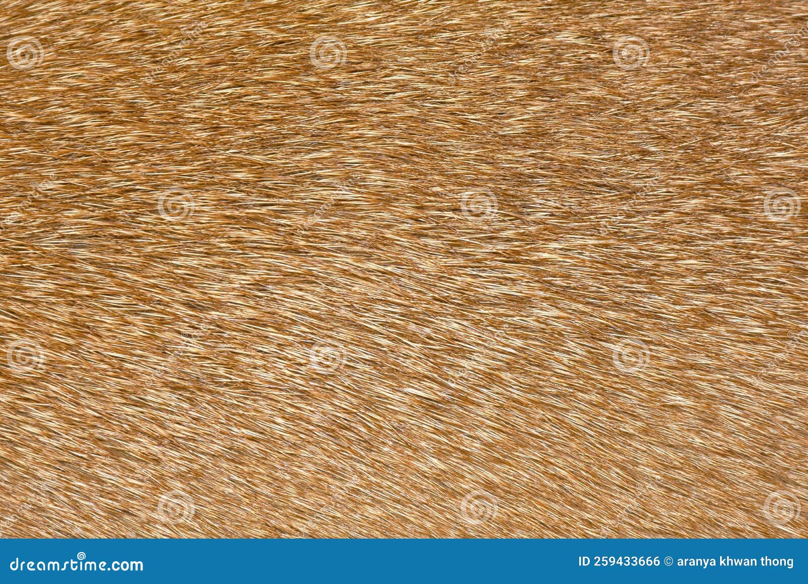 Brown Patterned Fur for Background Stock Photo - Image of rough ...
