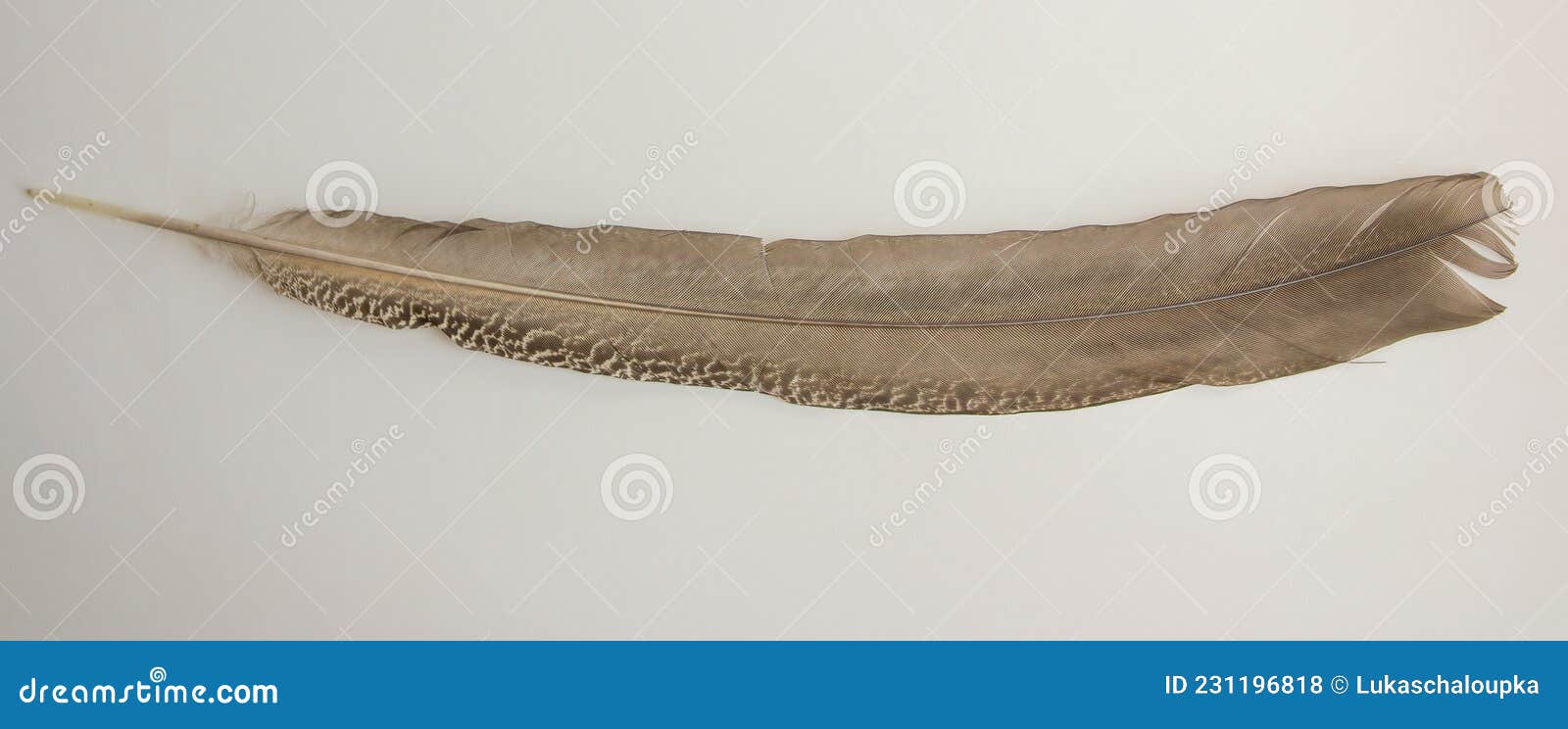Brown Peacock Wing Quill Isolated on White Background Stock Photo ...