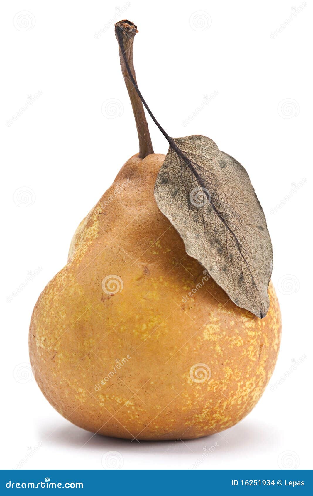 Brown pear stock photo. Image of white, leaf, fresh, isolated - 16251934