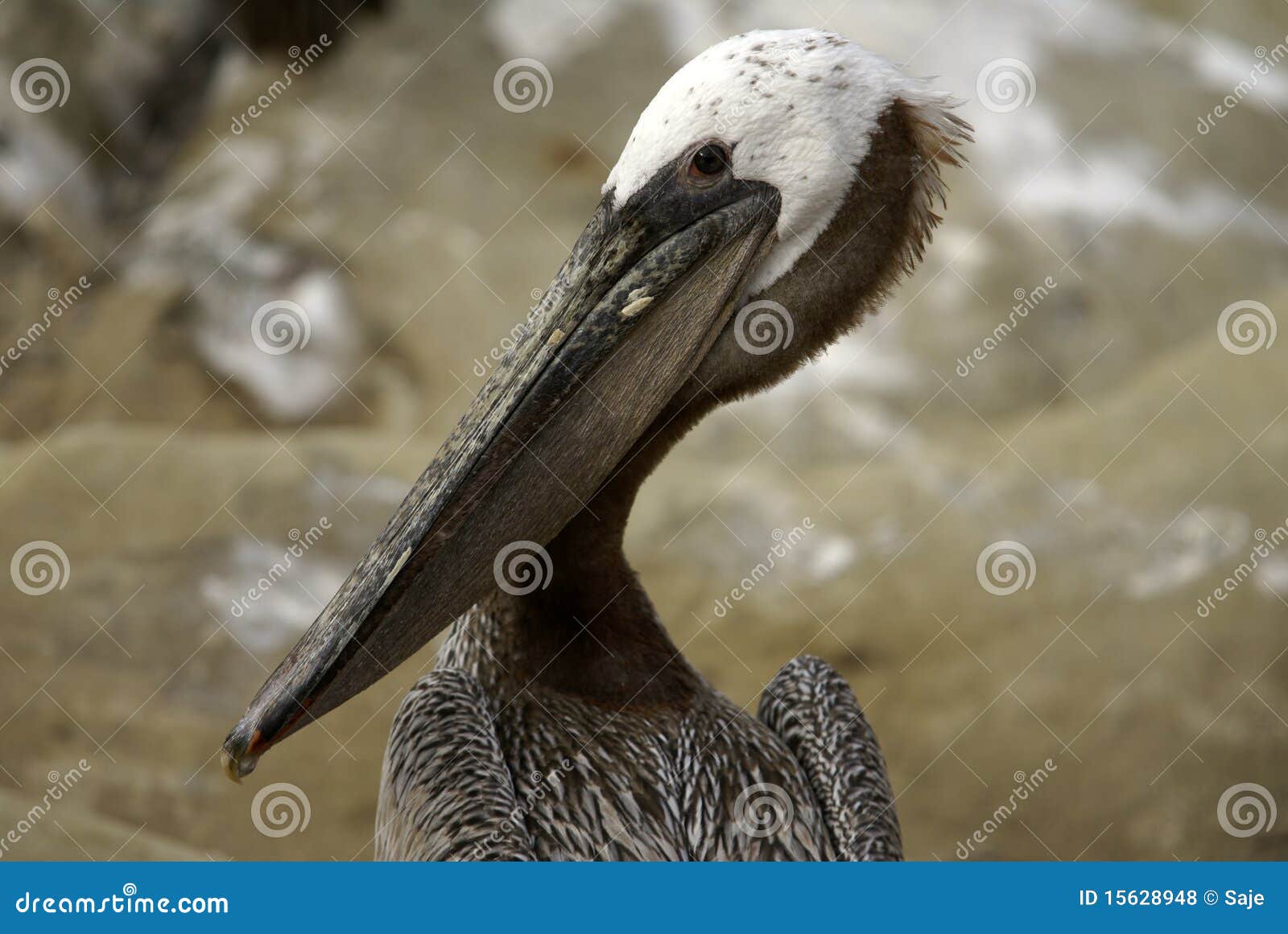 Brown Pelican stock photo. Image of pelicans, beak, macro - 15628948