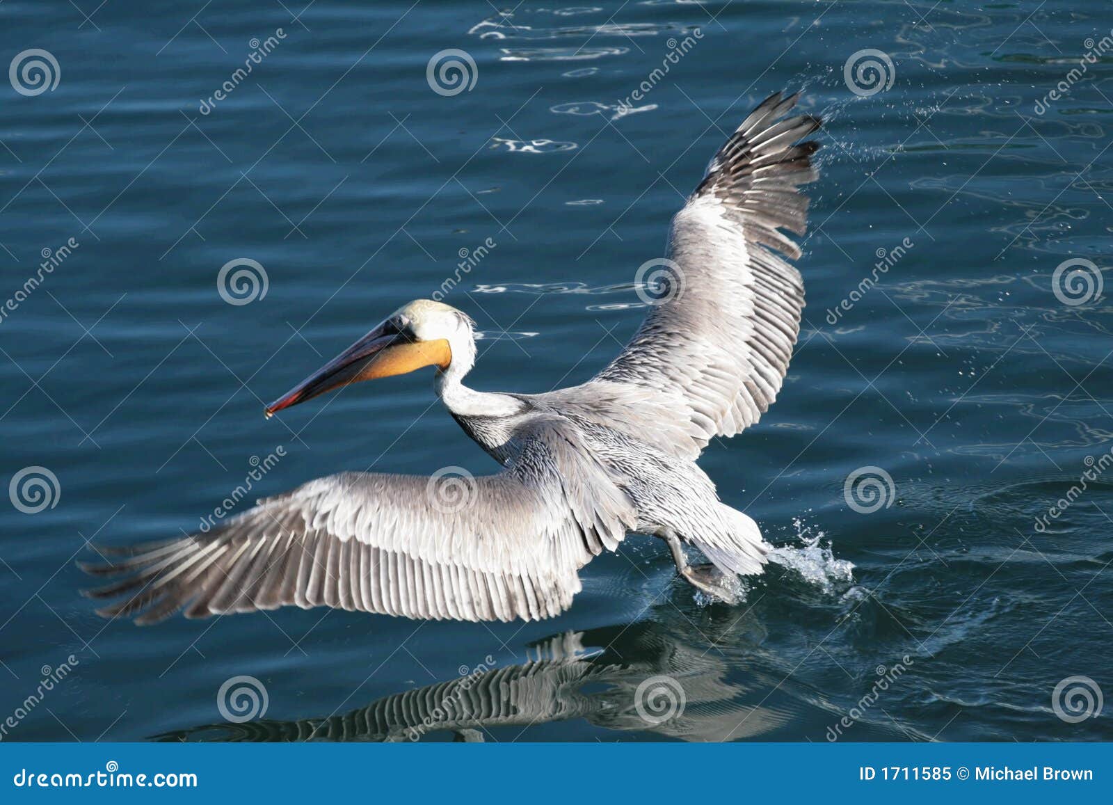 Brown Pelican stock image. Image of feather, water, pelicans - 1711585