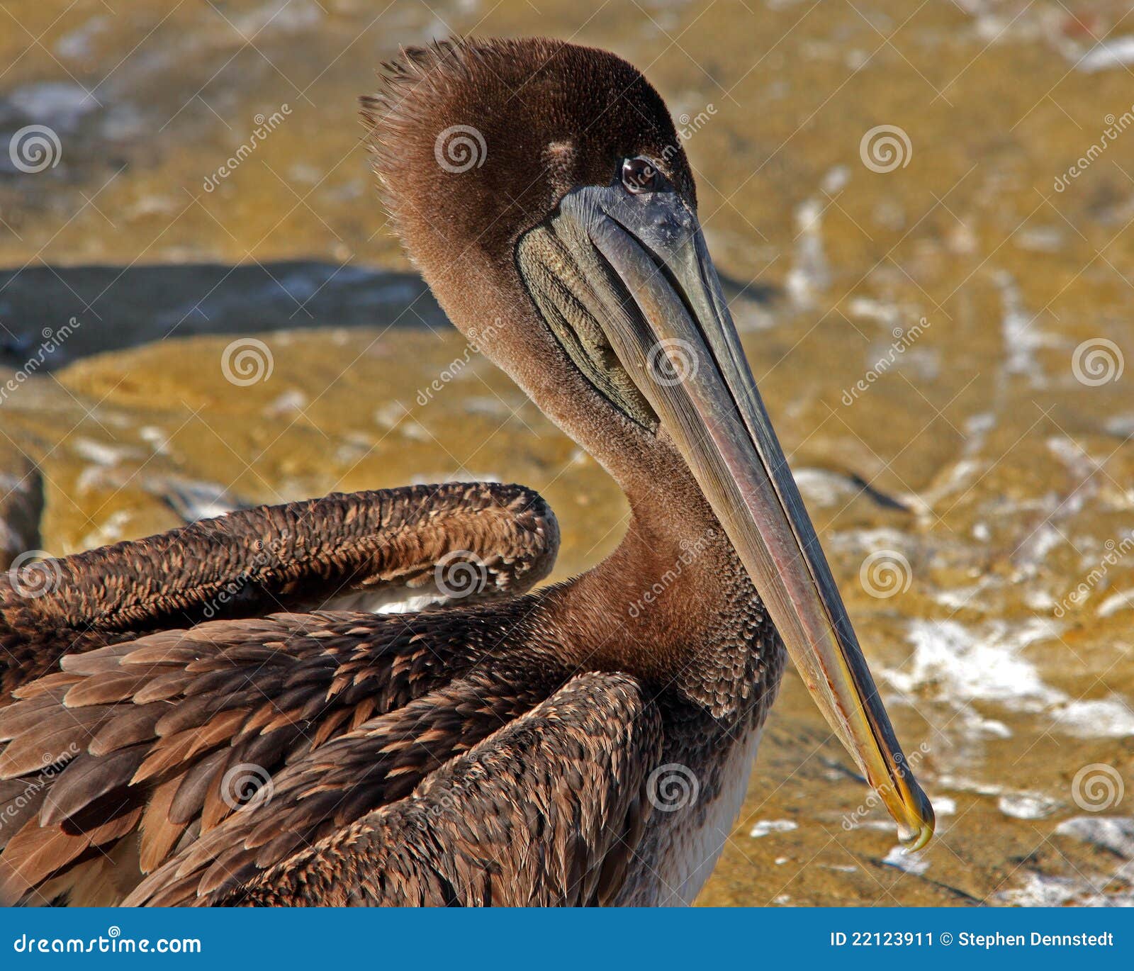 Brown Pelican stock image. Image of brown, closeup, feathers - 22123911