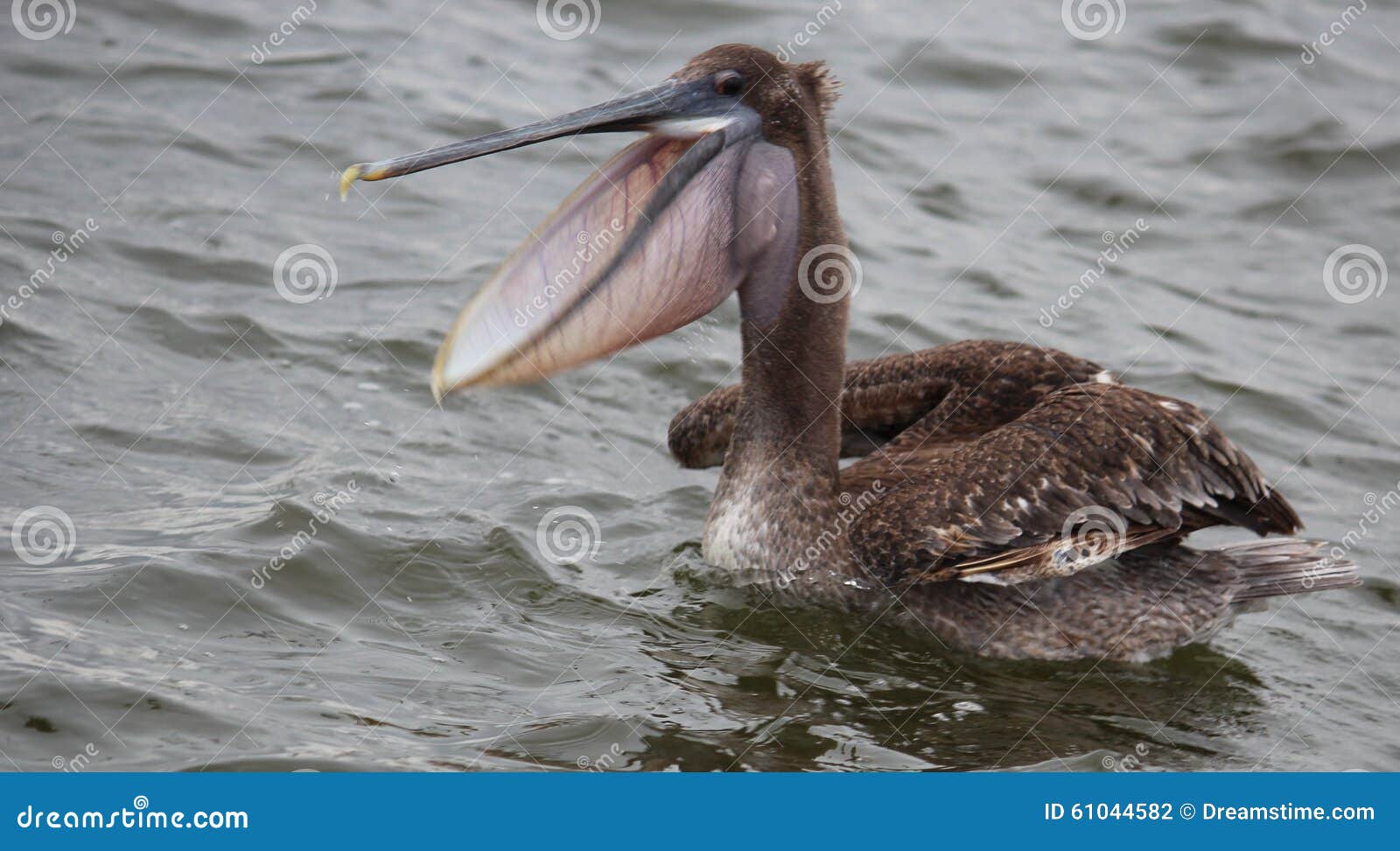 Brown Pelican in the Bay with Mouth Open. Stock Photo - Image of ...