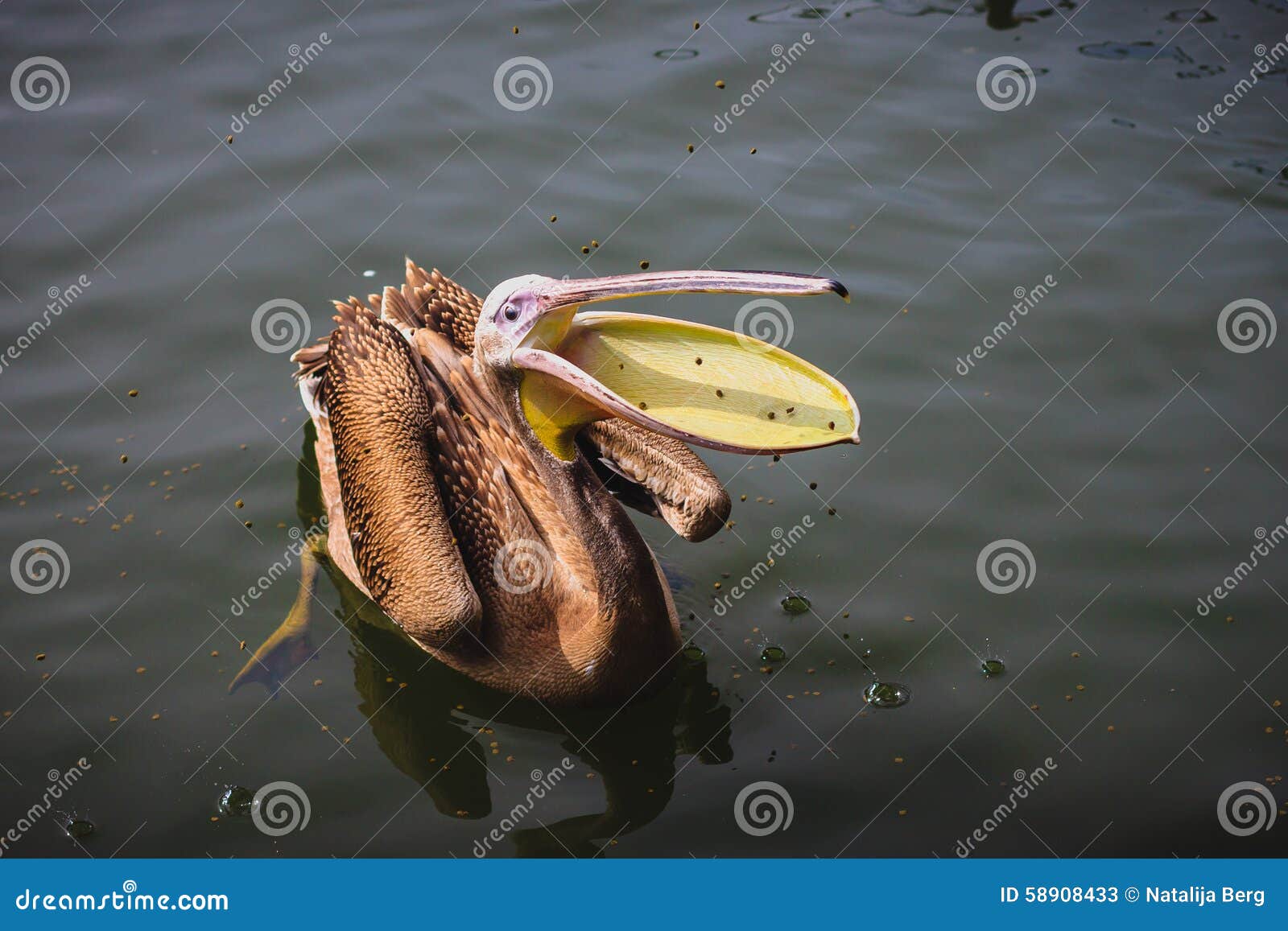 Brown Pelican Catching Food Stock Image - Image of feather, lake: 58908433