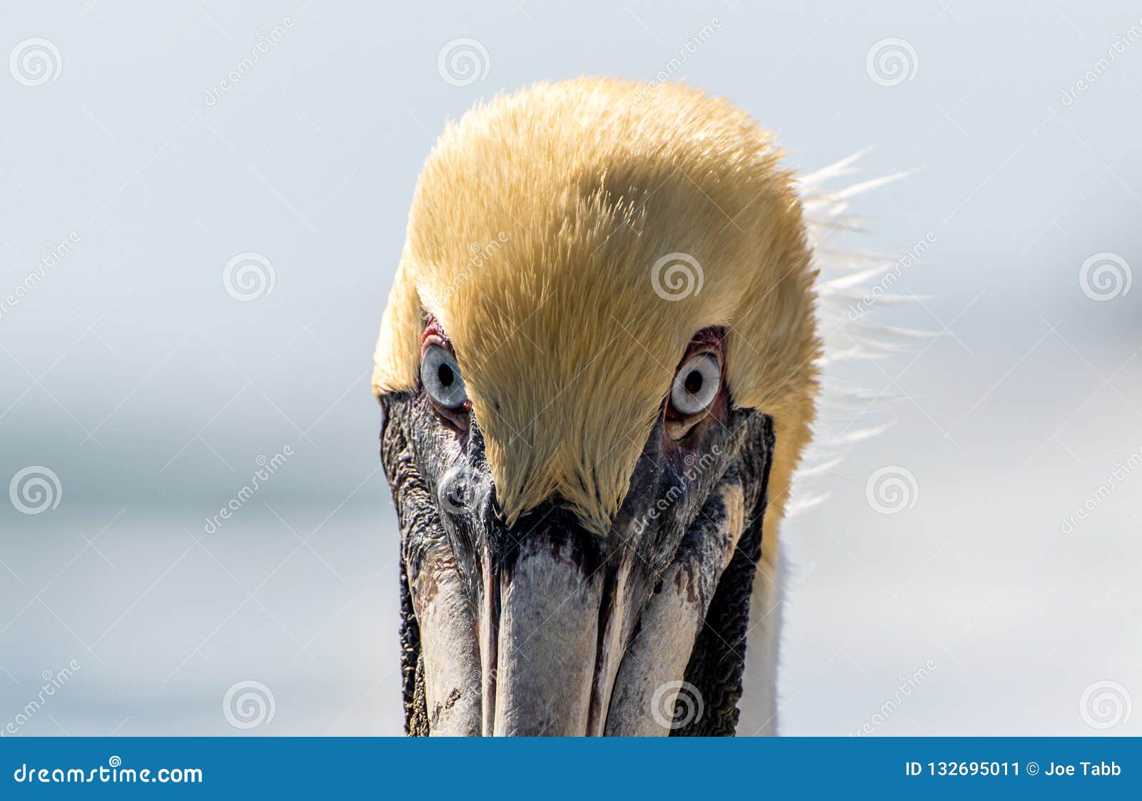 Brown pelican close up. stock image. Image of close - 132695011