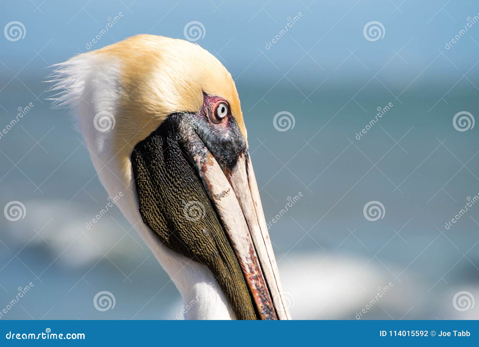 Brown pelican face stock photo. Image of florida, brown - 114015592