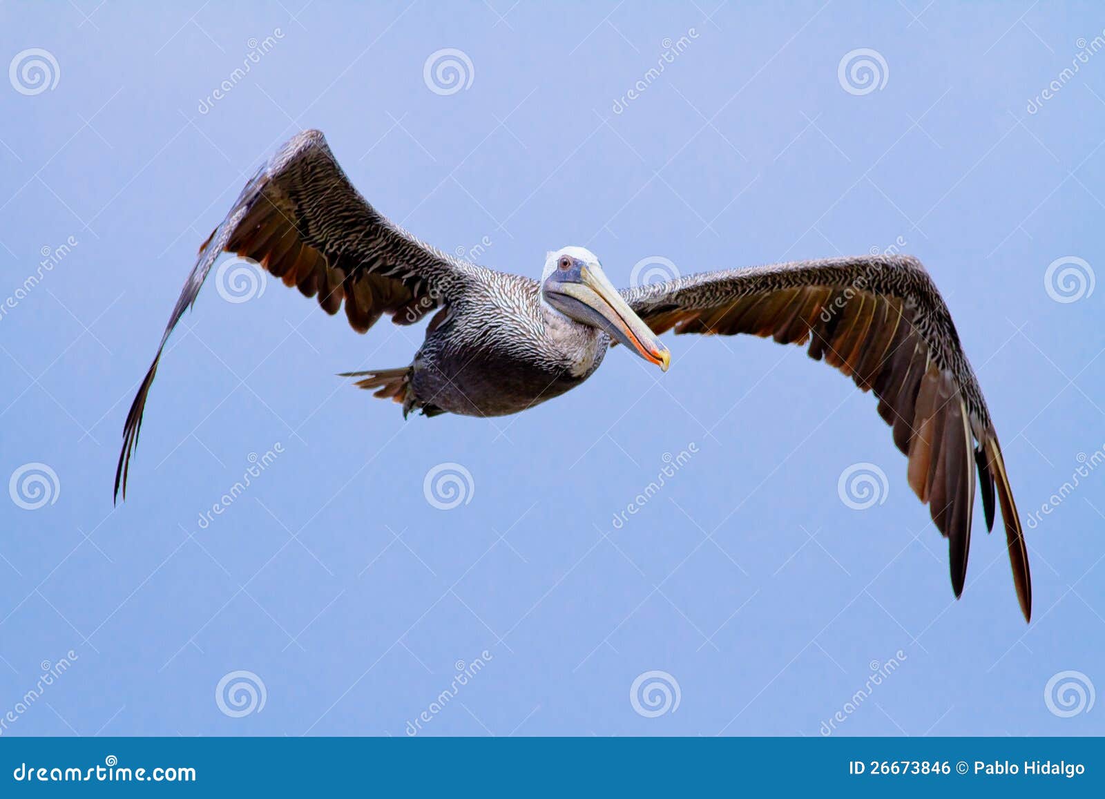 The brown Pelican fly over stock photo. Image of blue - 26673846
