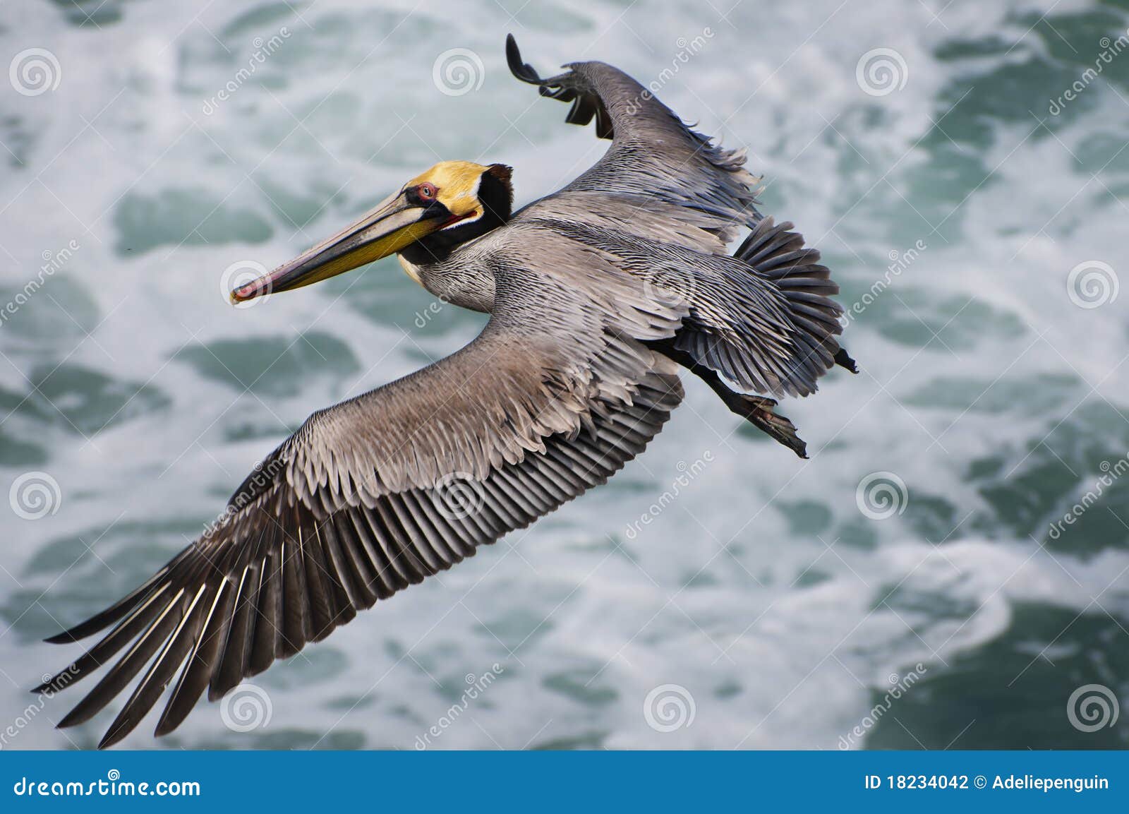 Brown Pelican Flying, California Stock Photo - Image of states ...
