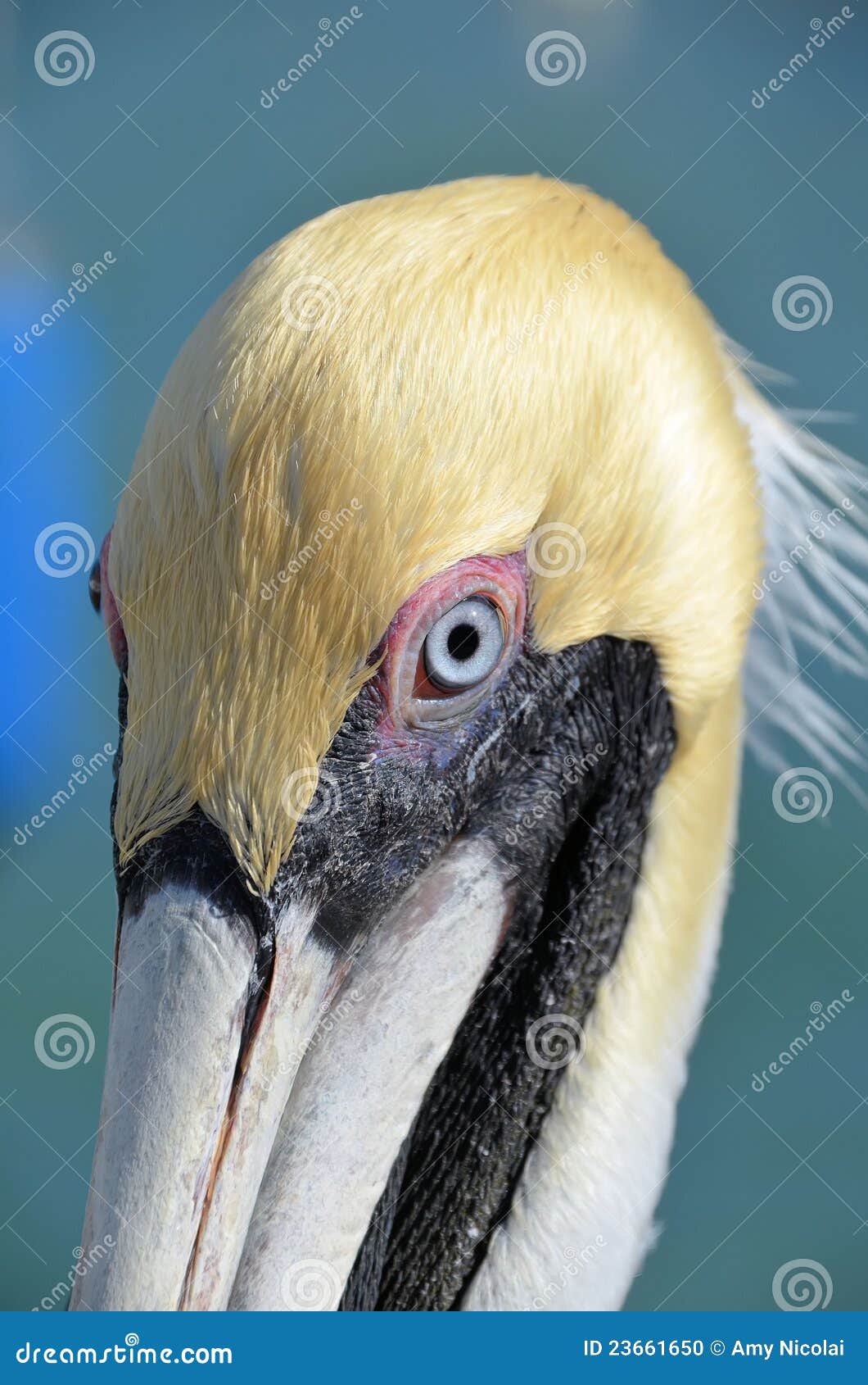 Brown pelican head stock photo. Image of feathers, stare - 23661650
