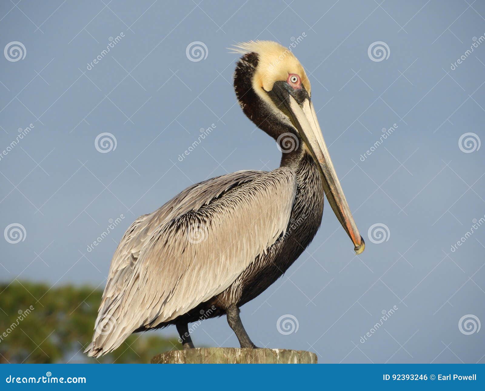Brown Pelican stock photo. Image of coast, bird, brown - 92393246