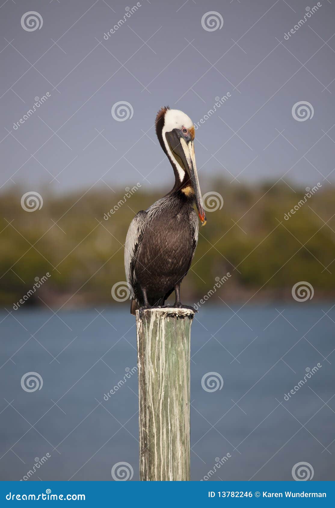 Brown Pelican (male) on Dock Post Stock Photo - Image of island, bill ...