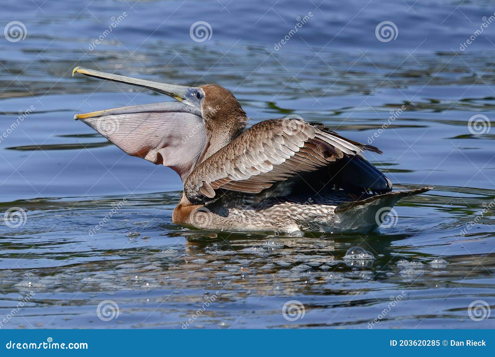 Brown Pelican with Mouth Open Stock Image - Image of gull, brown: 203620285