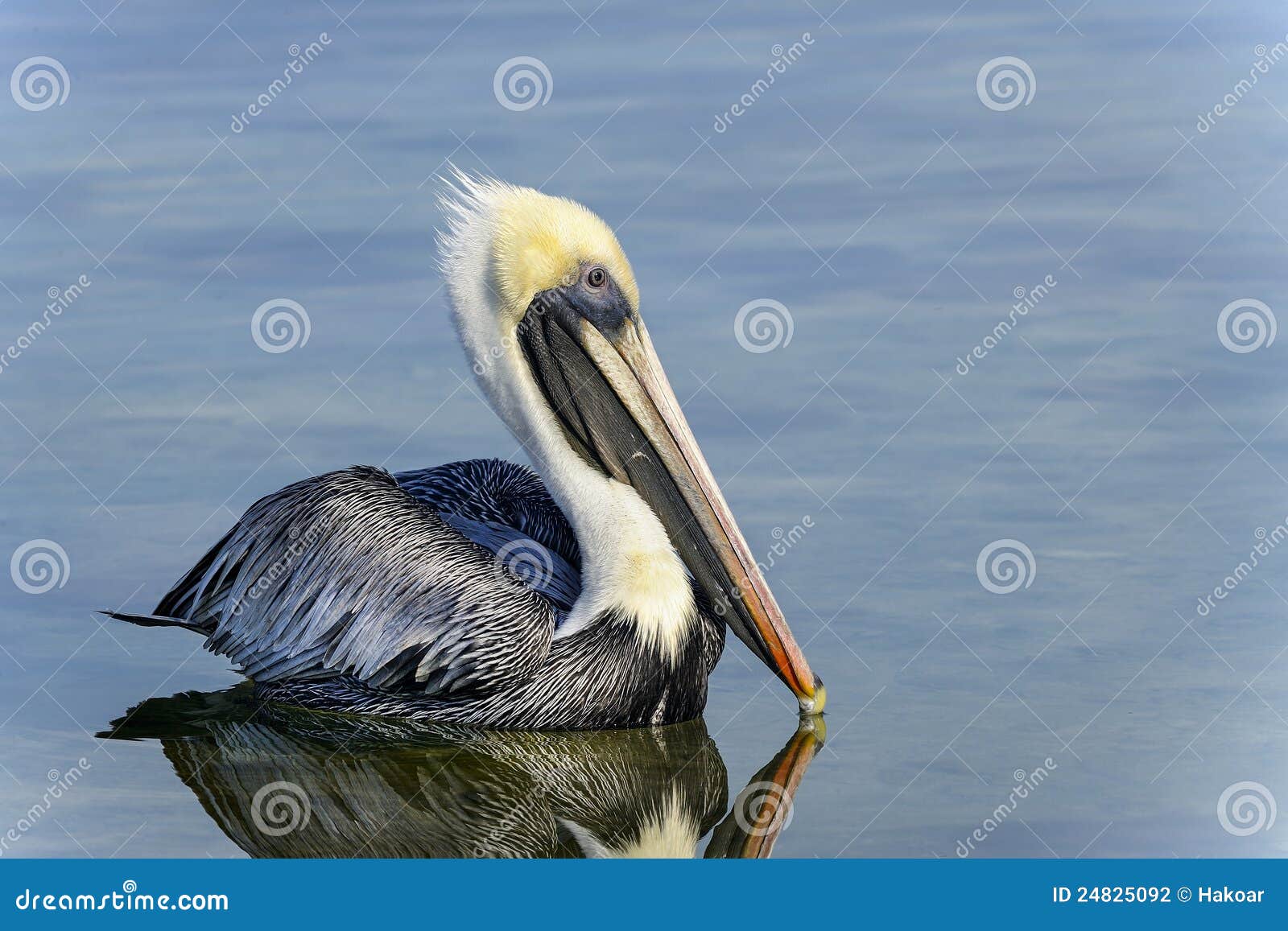 Brown Pelican, Pelecanus Occidentalis Stock Photo - Image of animal ...