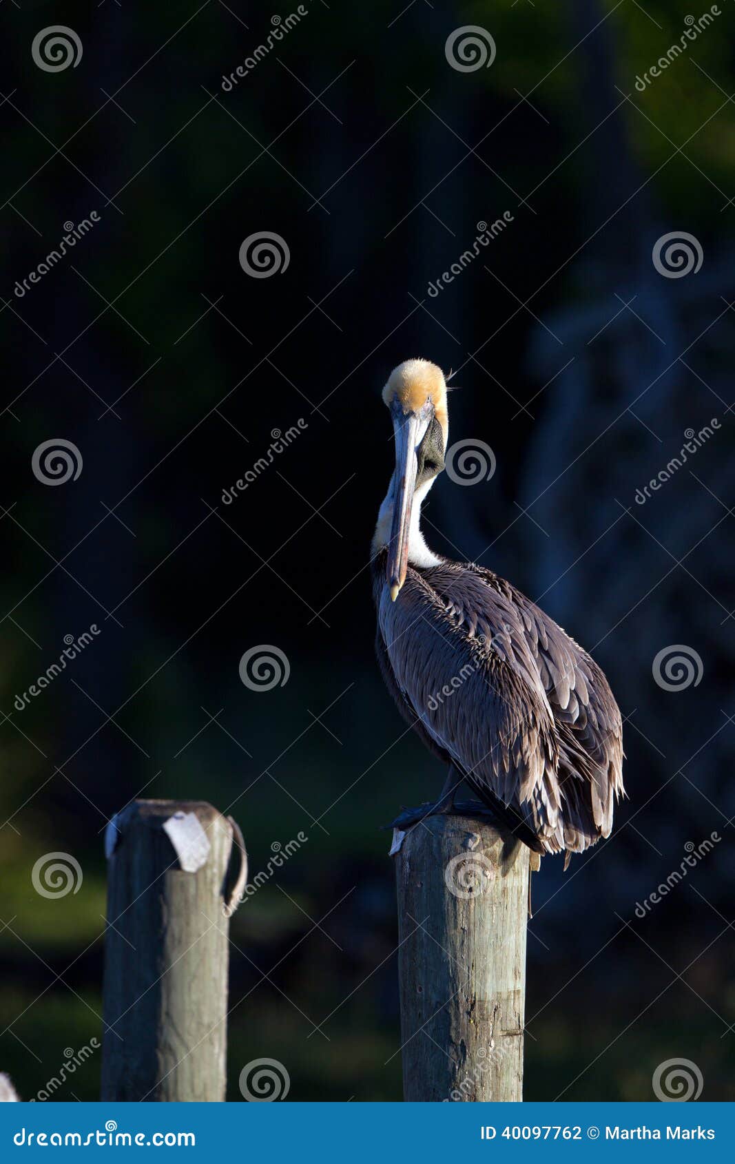 Brown Pelican, Pelecanus Occidentalis Stock Photo - Image of pelican ...