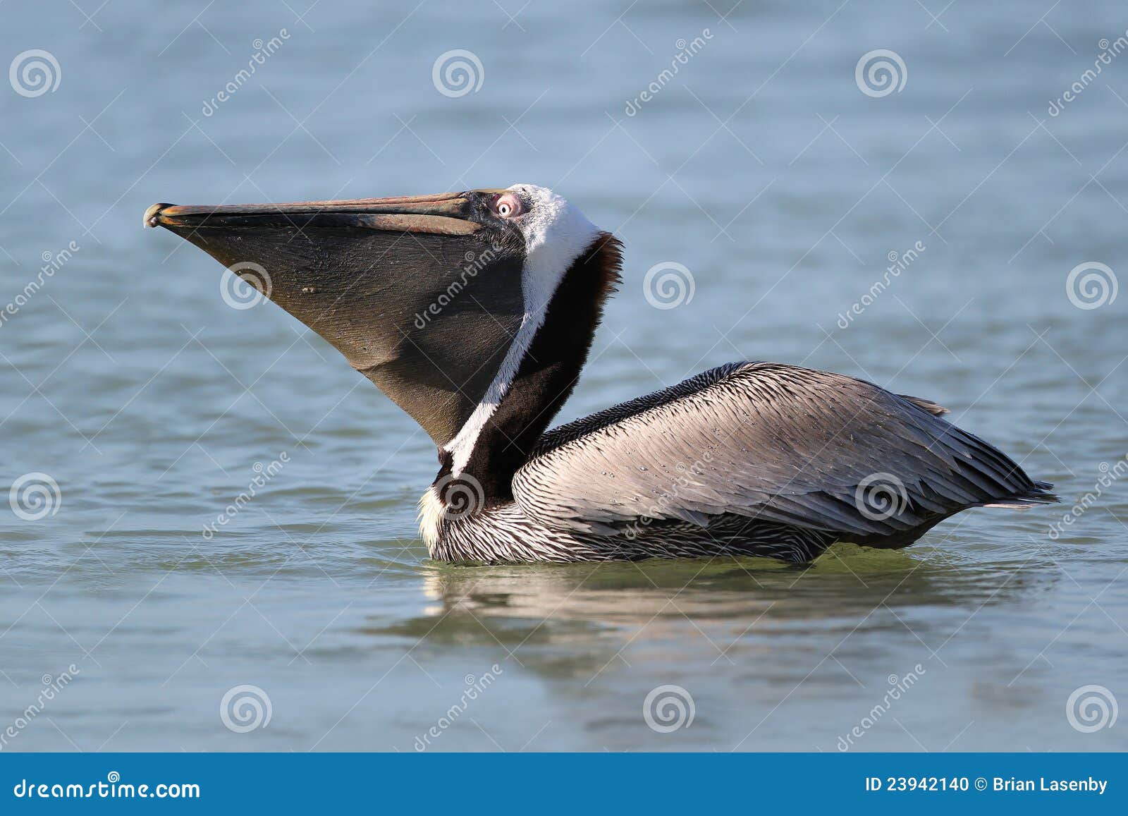 Brown Pelican with Pouch of Beak Extended Stock Photo - Image of fish ...