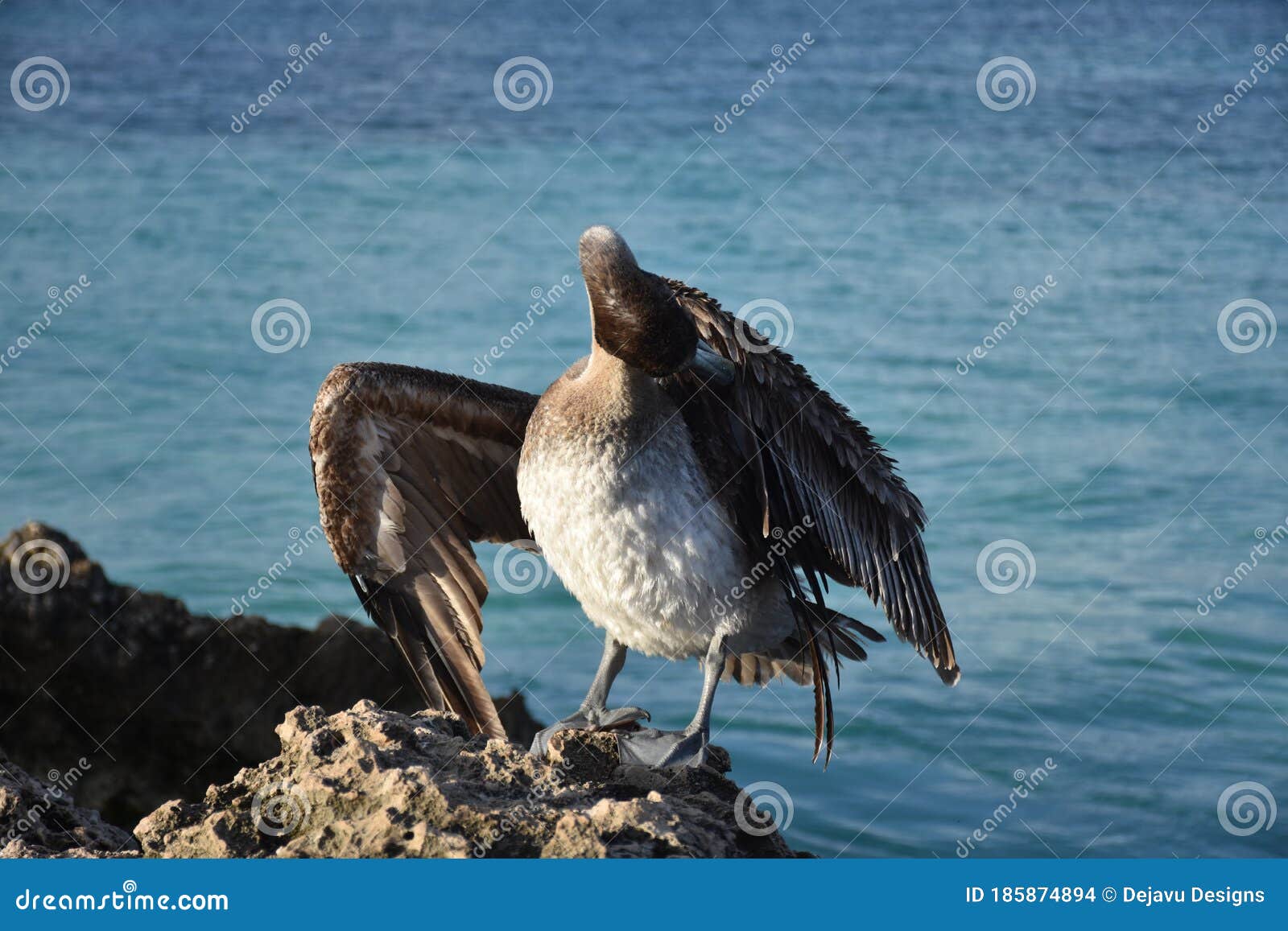 Brown Pelican Preening Feathers Under His Wing Stock Photo - Image of ...