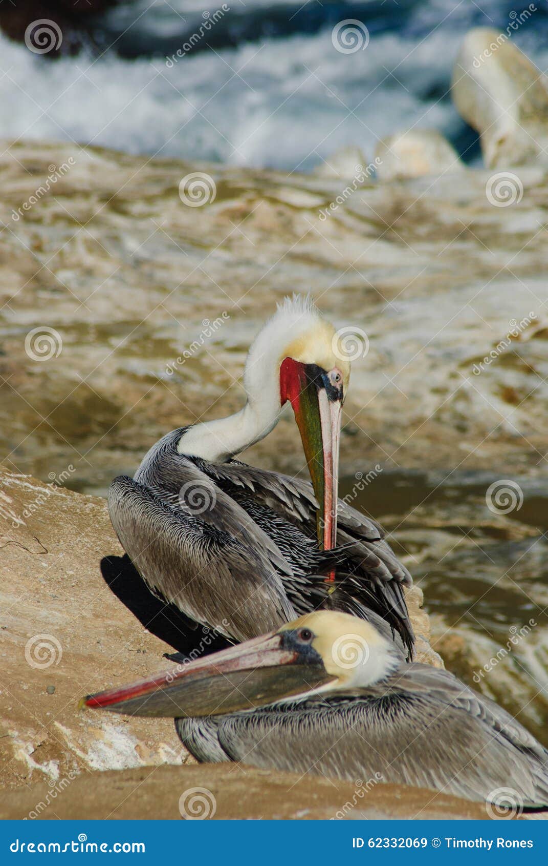 Brown Pelican Preening stock image. Image of bird, outcropping - 62332069
