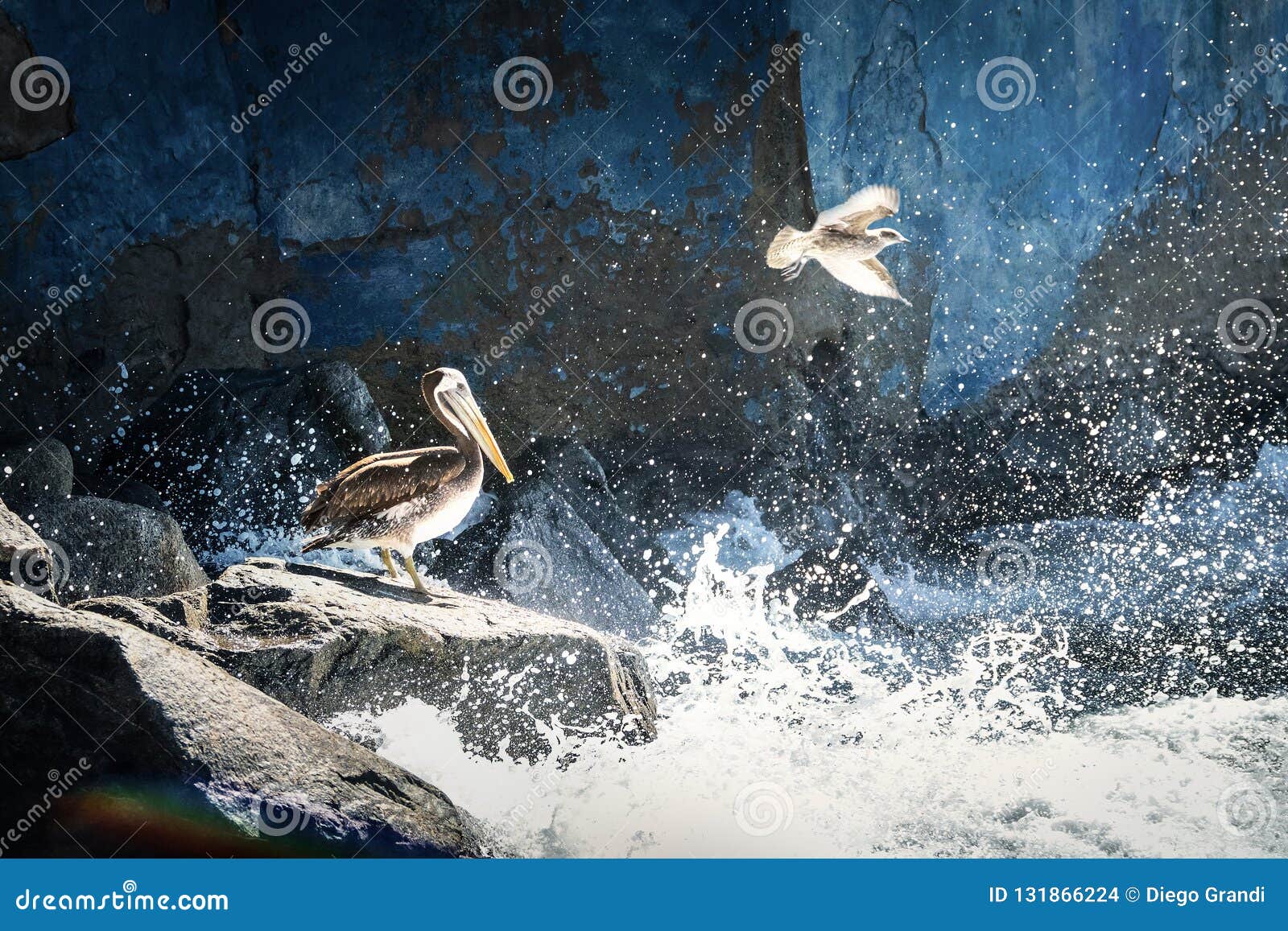 Brown Pelican and Seagull Flying - Vina Del Mar, Chile Stock Photo ... Brown Pelican and Seagull Flying - Vina Del Mar, Chile Stock Photo ...