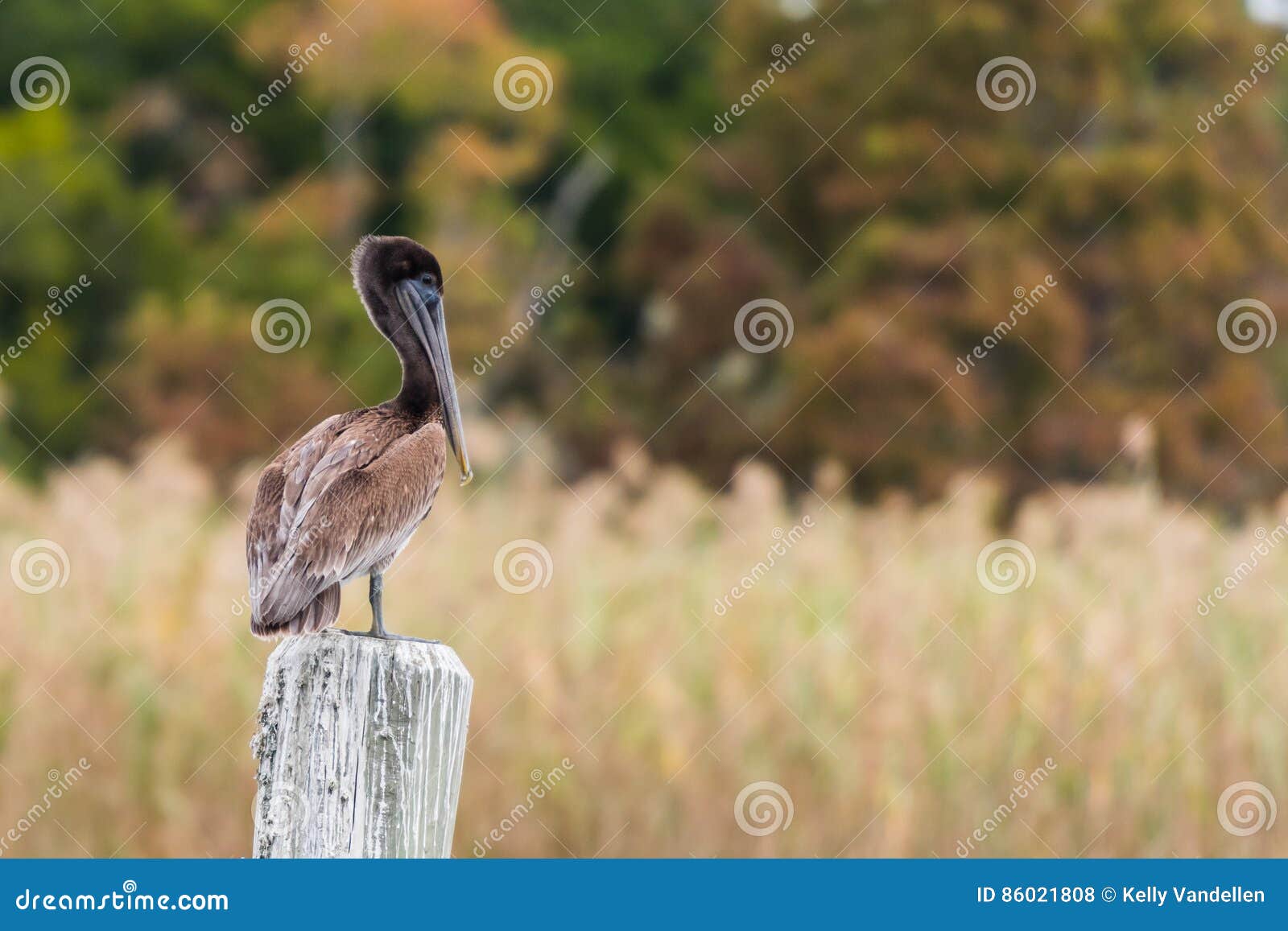 Brown Pelican Standing on Pylon Stock Photo - Image of brown, copy ...
