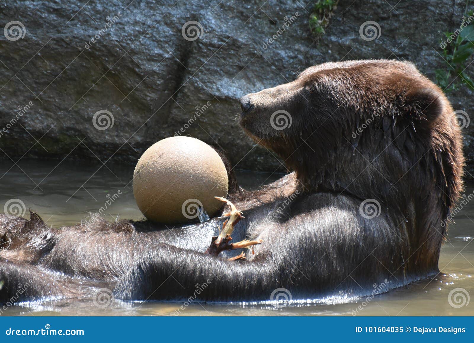 Brown Peninsular Bear Floating on Its Back Stock Image - Image of ...
