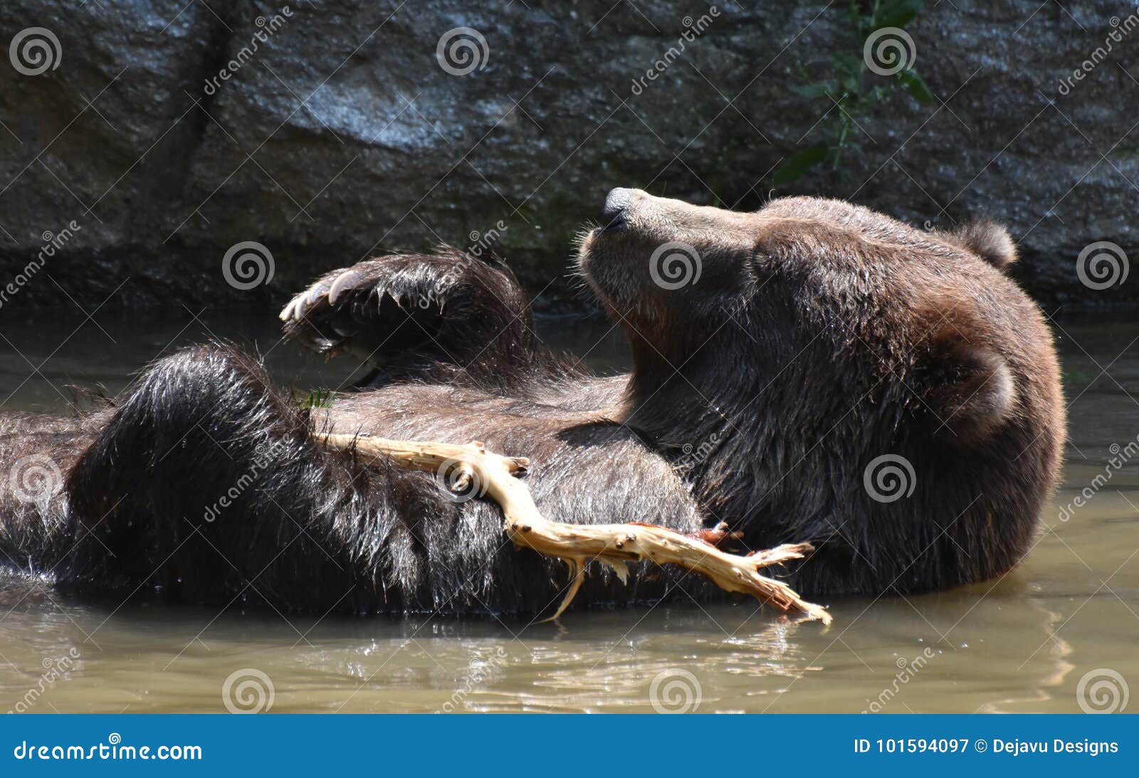 Brown Peninsular Bear Playing with a Tree Branch Stock Image - Image of ...