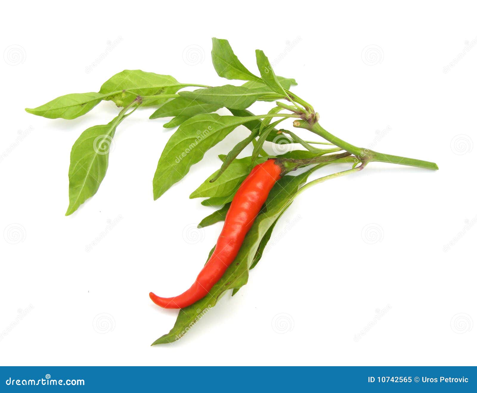 Brown pepper stock image. Image of horizontal, paprika - 10742565