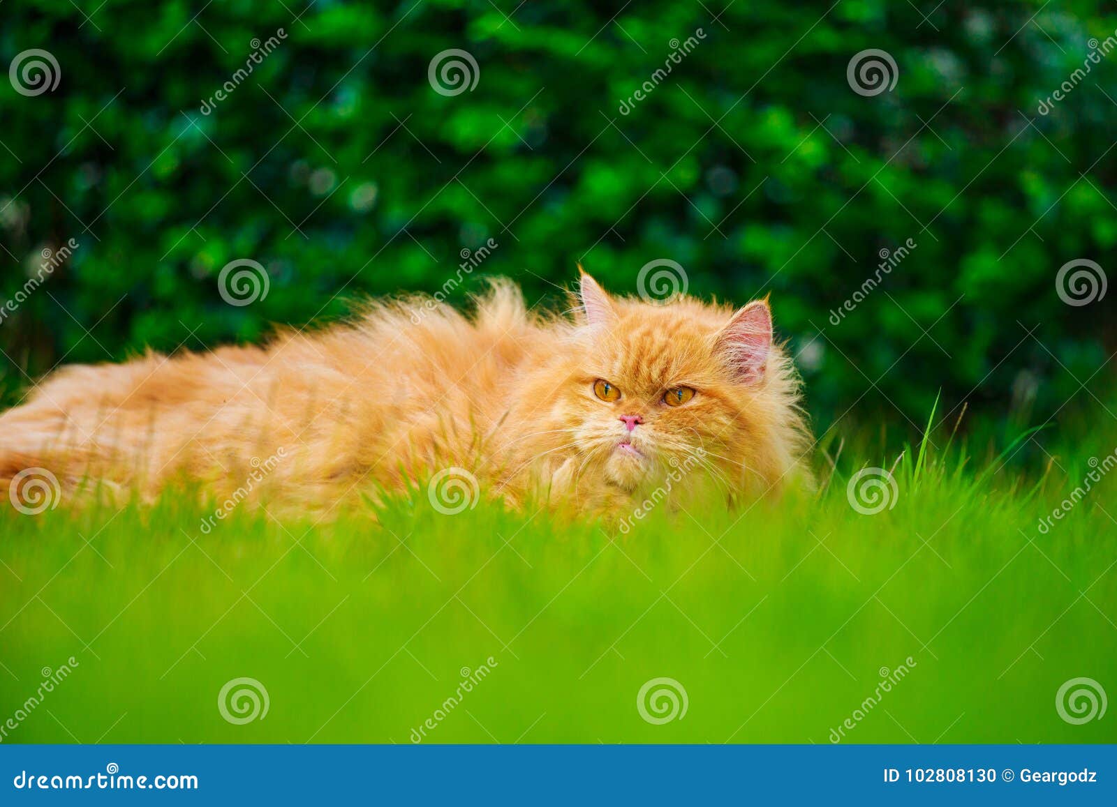 Brown Persian Cat on the Grass Field Stock Photo - Image of outdoor ...