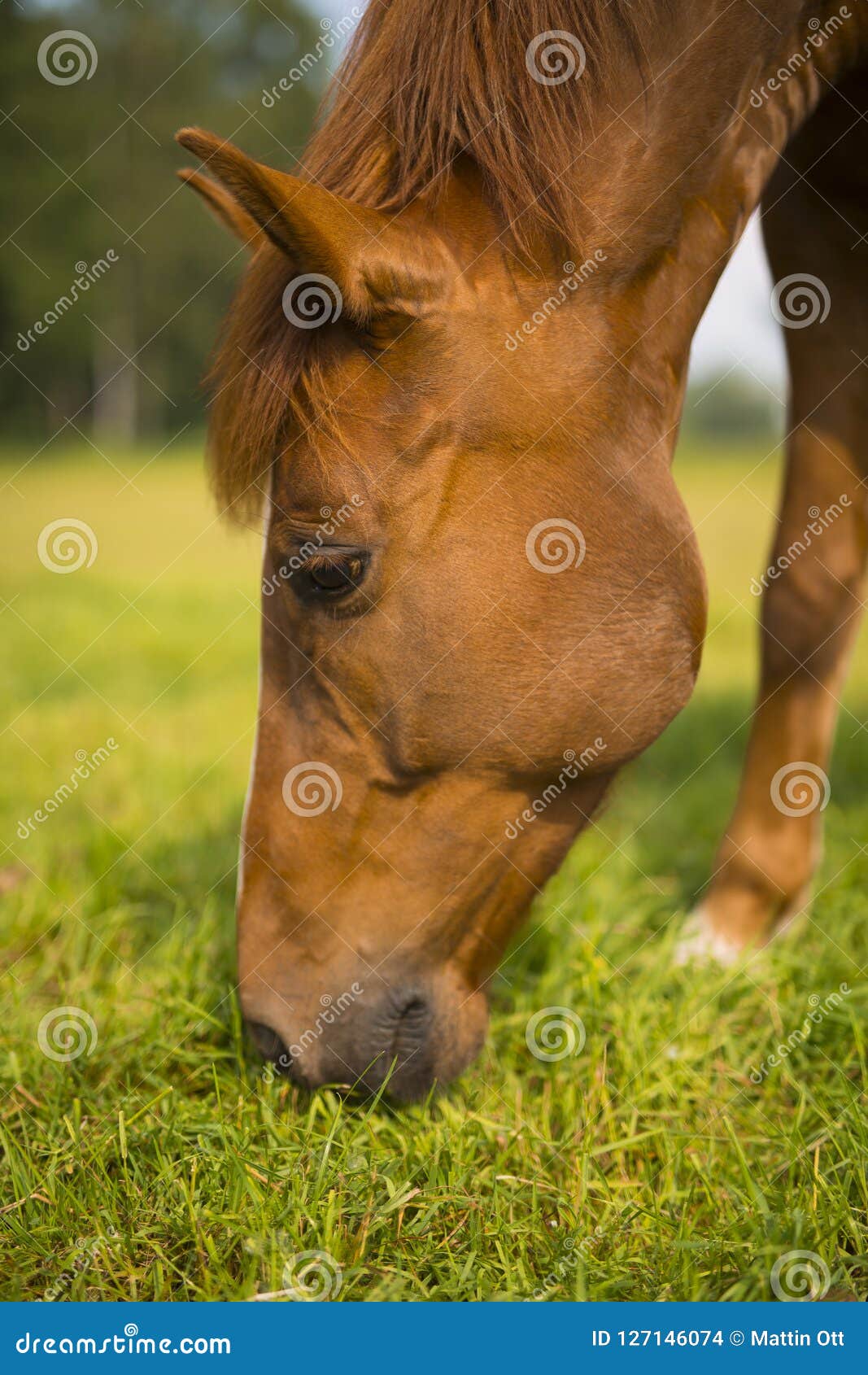 Brown-Pferd auf Weide stockfoto. Bild von stute, zufuhr - 127146074