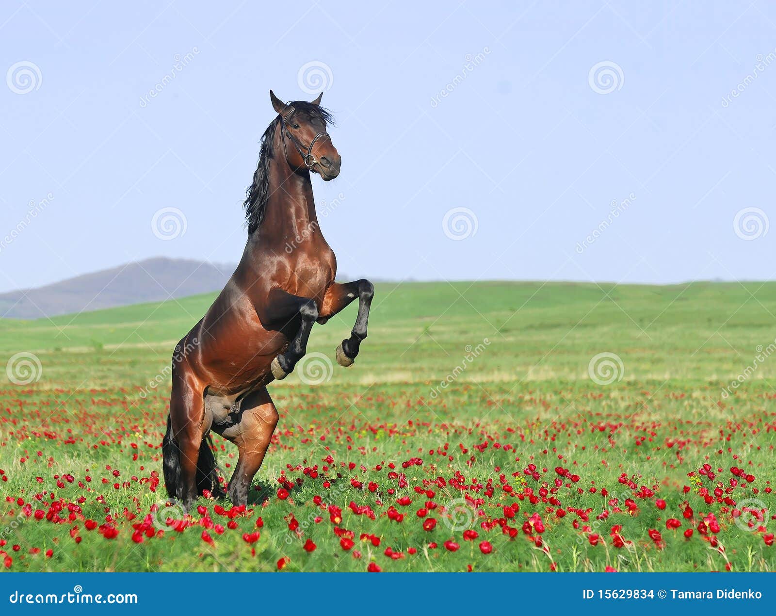 Brown-Pferd, Das Auf Weide Aufzieht Stockfoto - Bild von gras, gefühl ...