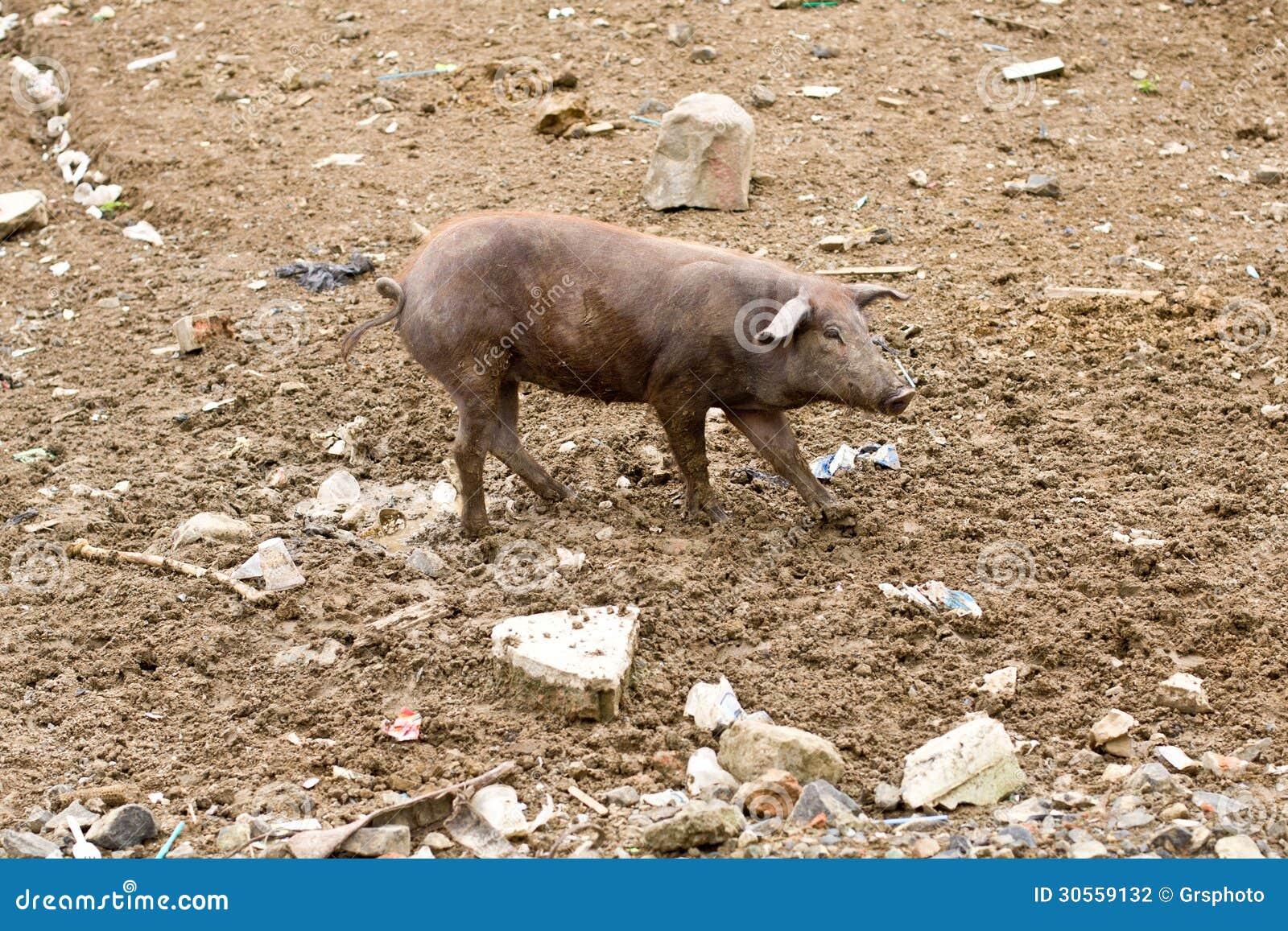 Brown pig on dirt stock photo. Image of piglet, outdoor - 30559132