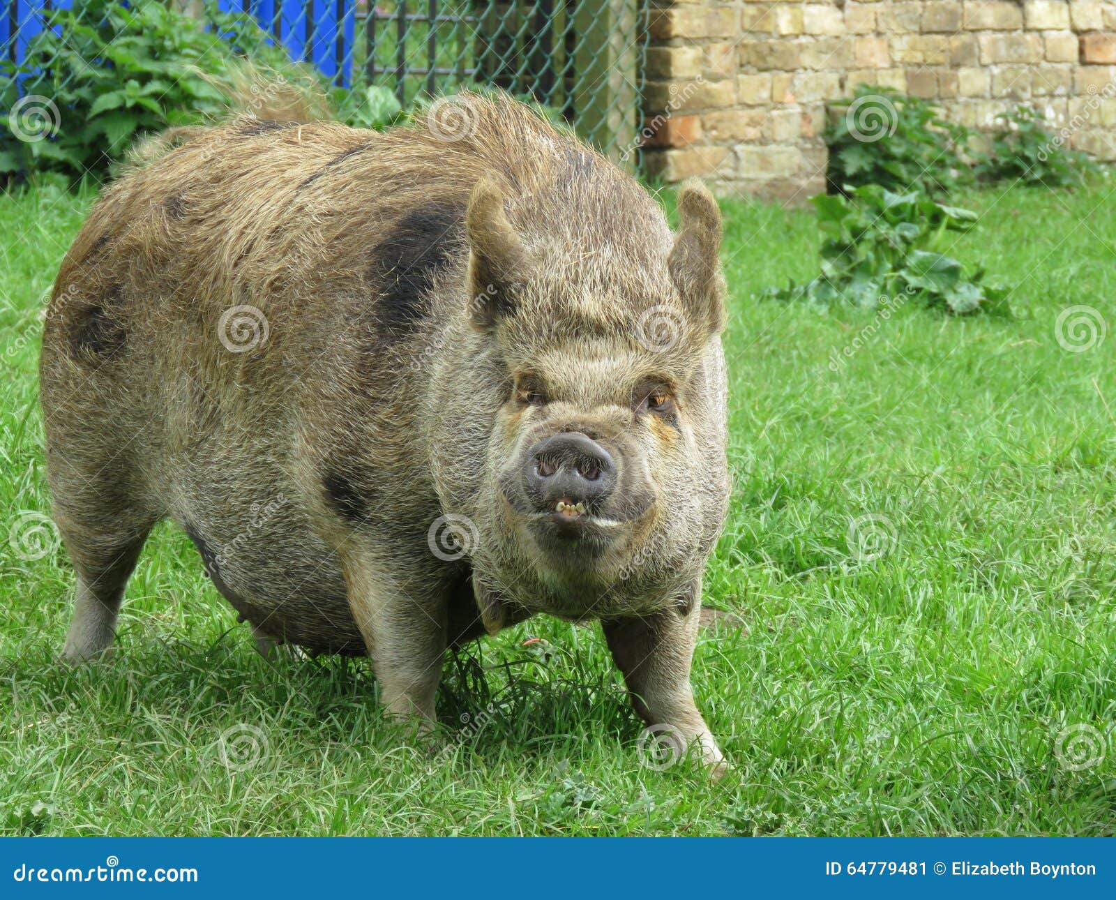 Brown pig in a field stock image. Image of animal, domestic - 64779481