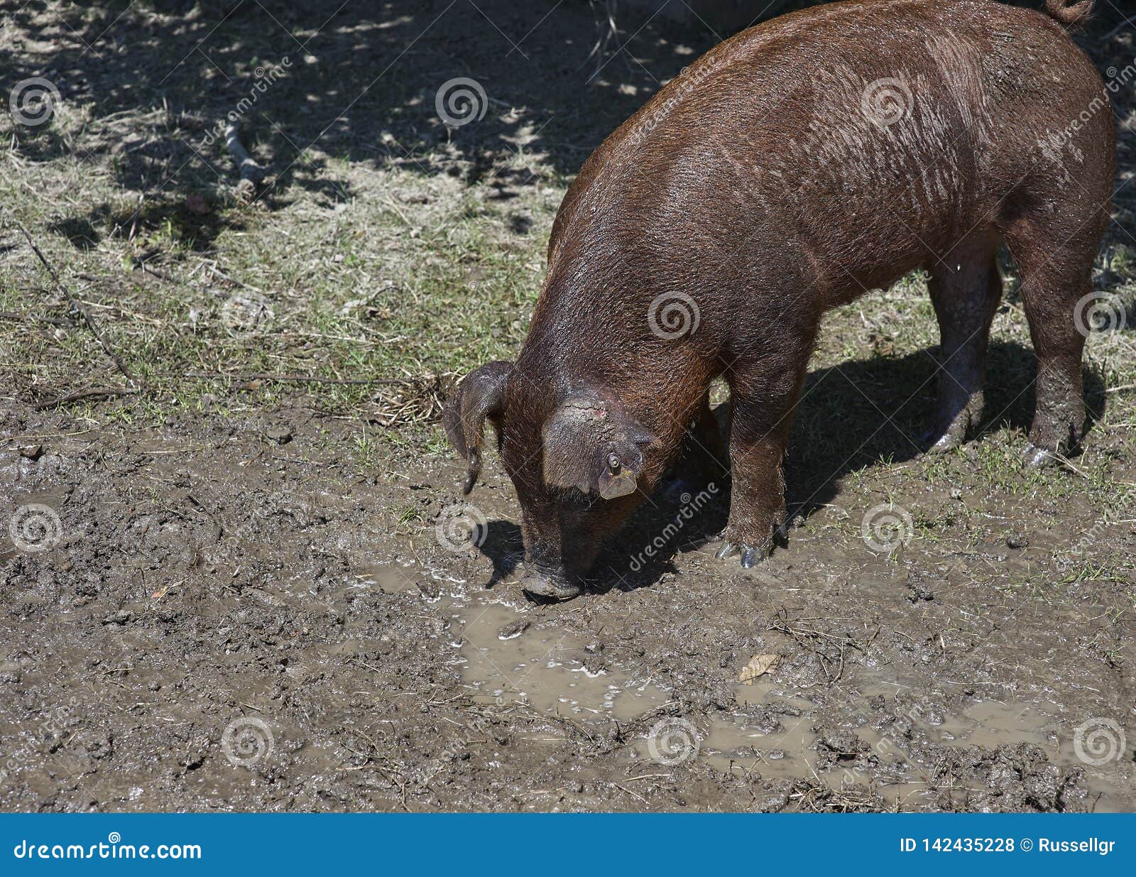Brown pig in wallow stock photo. Image of porky, roller - 142435228