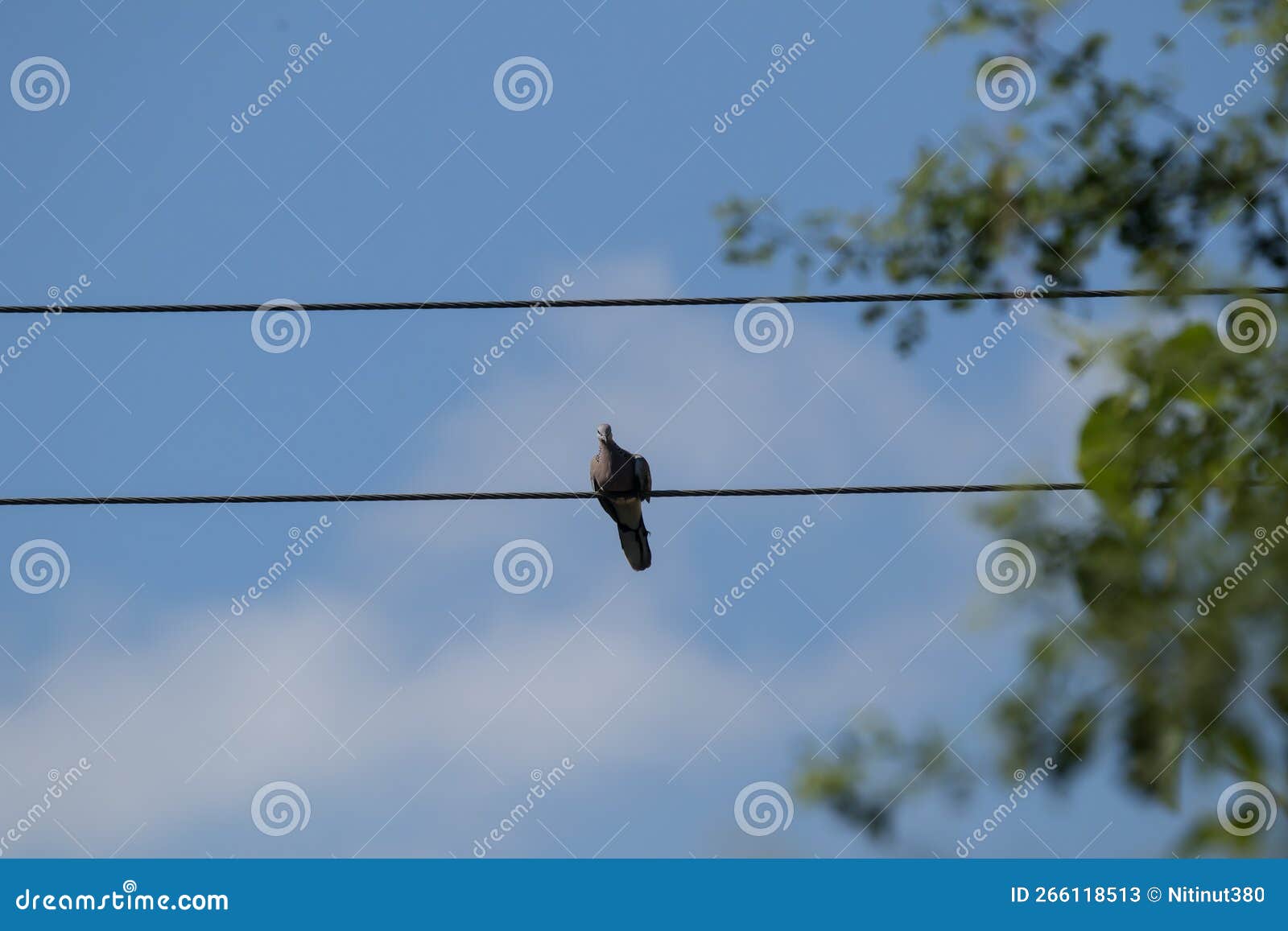 Brown Pigeon Bird on Electric Wire Stock Image - Image of beautiful ...