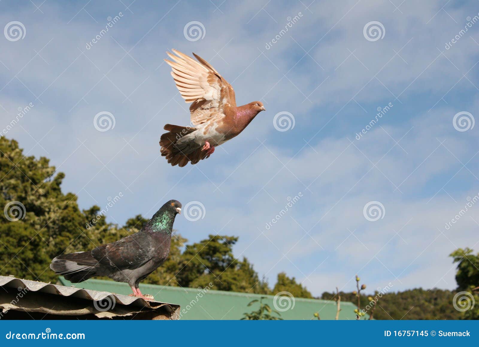 Brown pigeon flying away stock image. Image of brown - 16757145