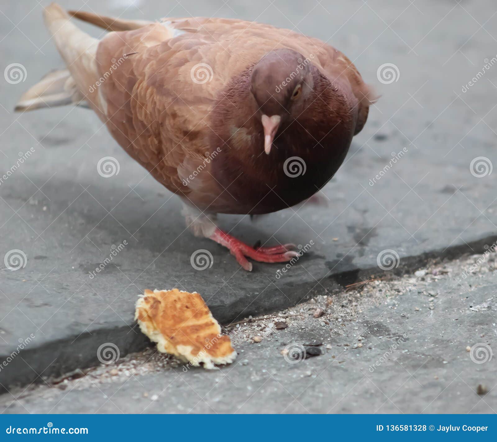 Brown Pigeon stock photo. Image of piece, bread, intently - 136581328