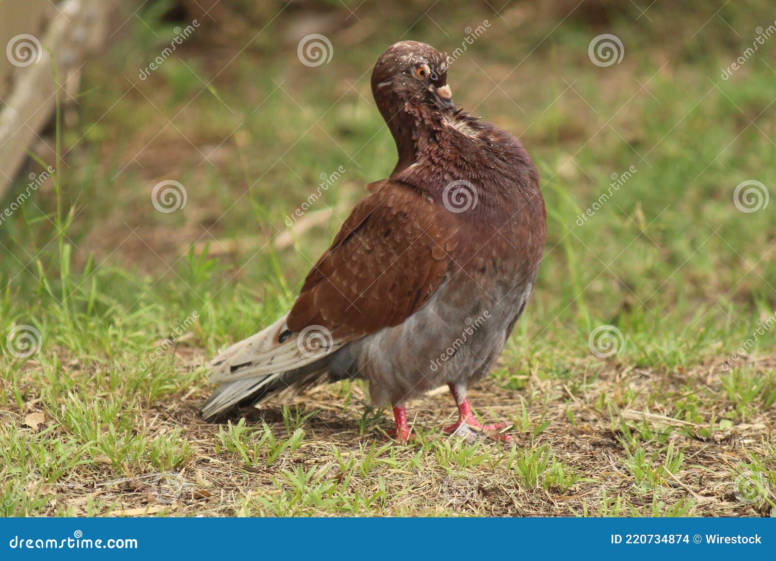 Brown Pigeon with a Puffed Chest Stock Photo - Image of green, beak ...