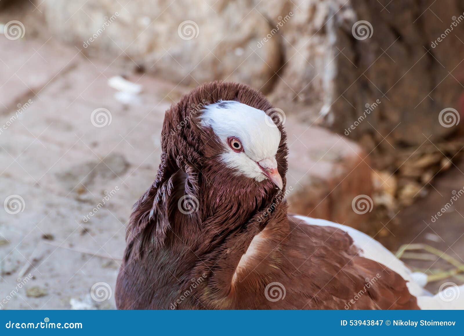 Brown pigeon stock image. Image of animal, bird, monk - 53943847
